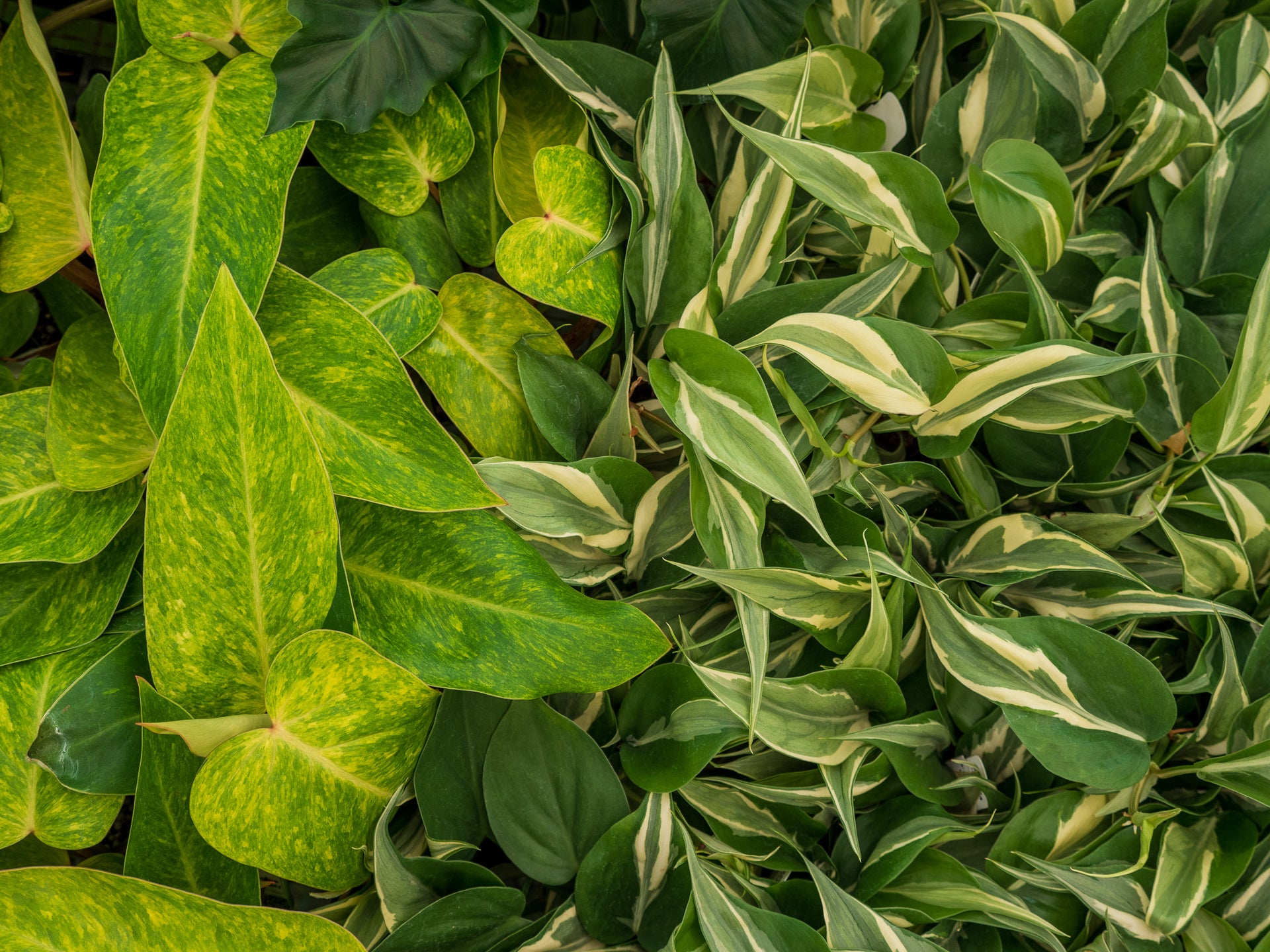 Philodendron Care Guide: Tips for Growing Healthy and Vibrant Philoden ...