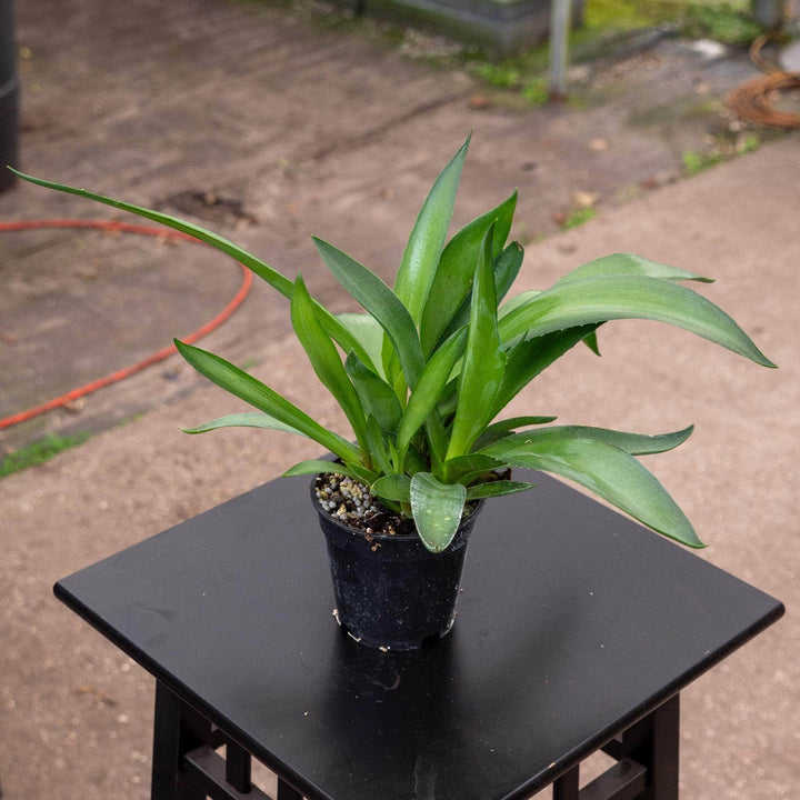 In Stock - Gabriella Plants