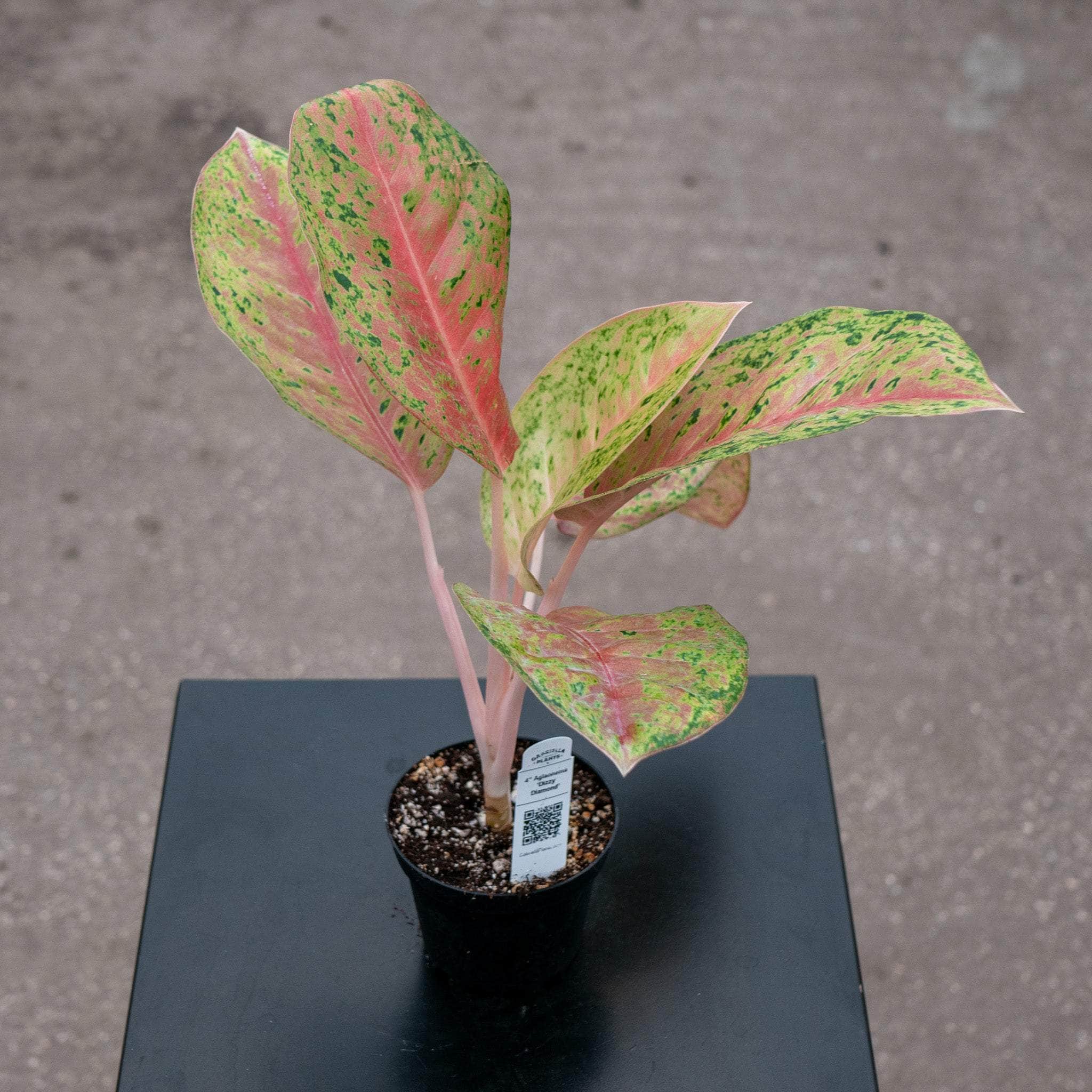 Aglaonema 'Dizzy Diamond' - Gabriella Plants