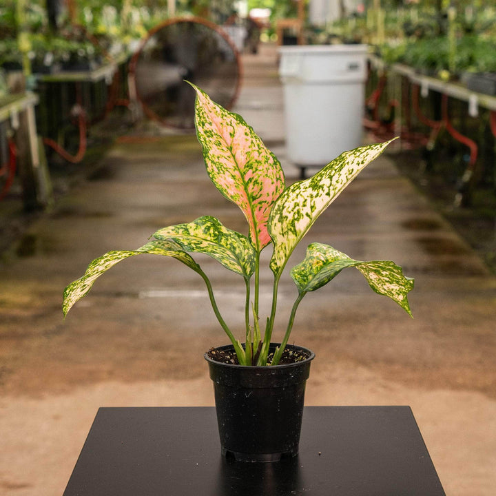 Aglaonema 'Etta Rose' - Gabriella Plants