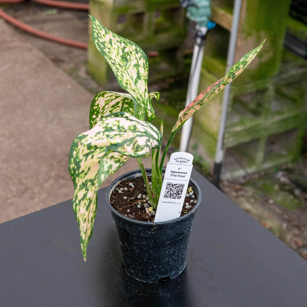 Aglaonema 'Etta Rose' - Gabriella Plants