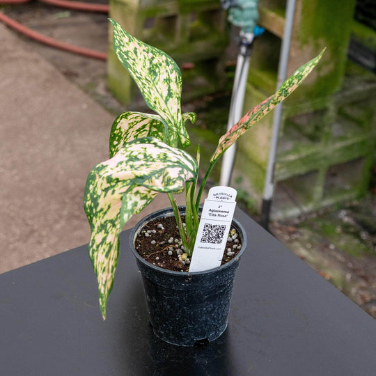 In Stock - Gabriella Plants