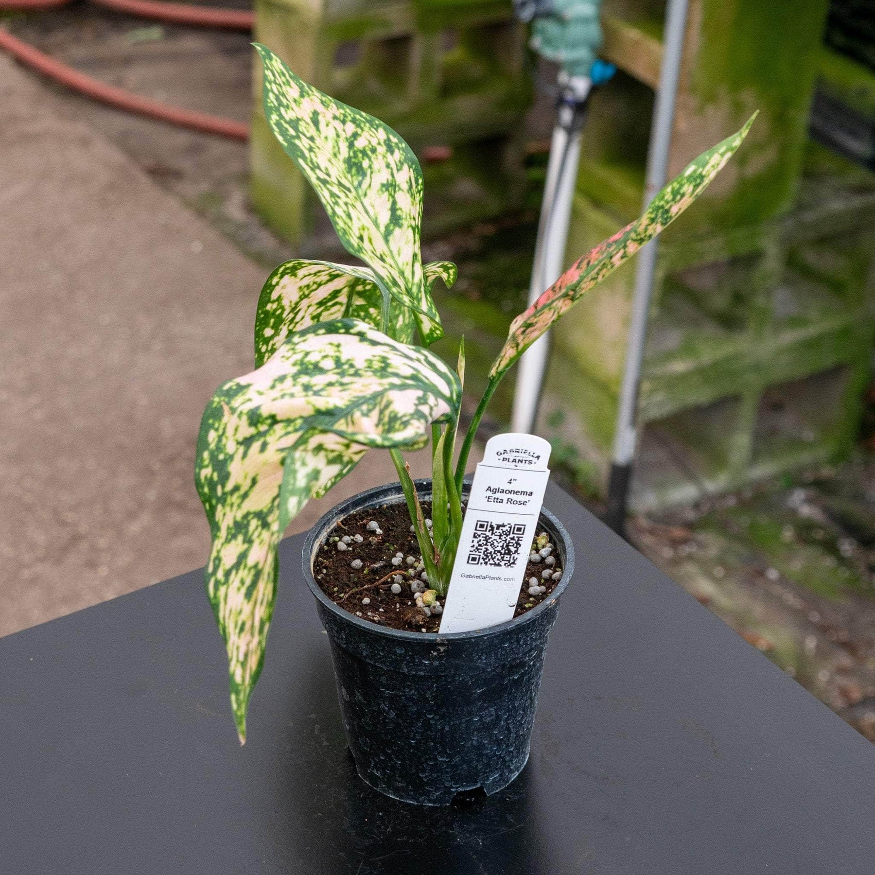 Aglaonema 'Etta Rose' - Gabriella Plants