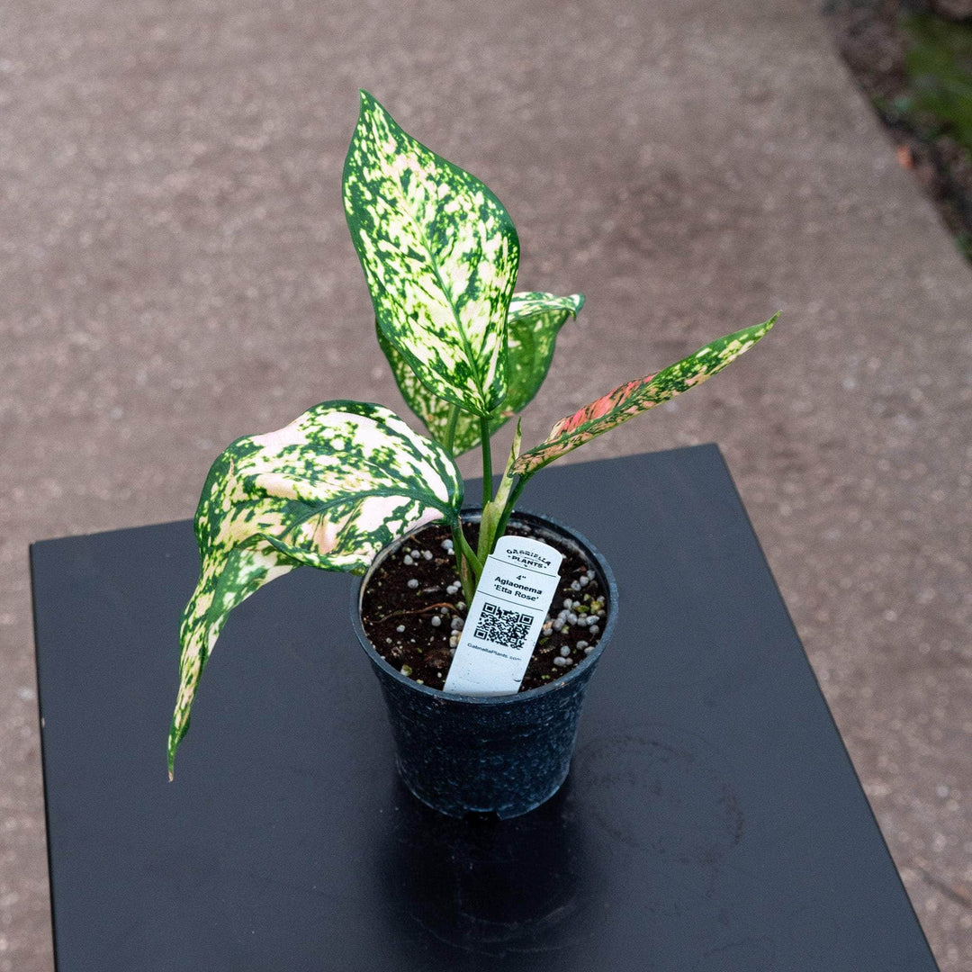 Aglaonema 'Etta Rose' - Gabriella Plants