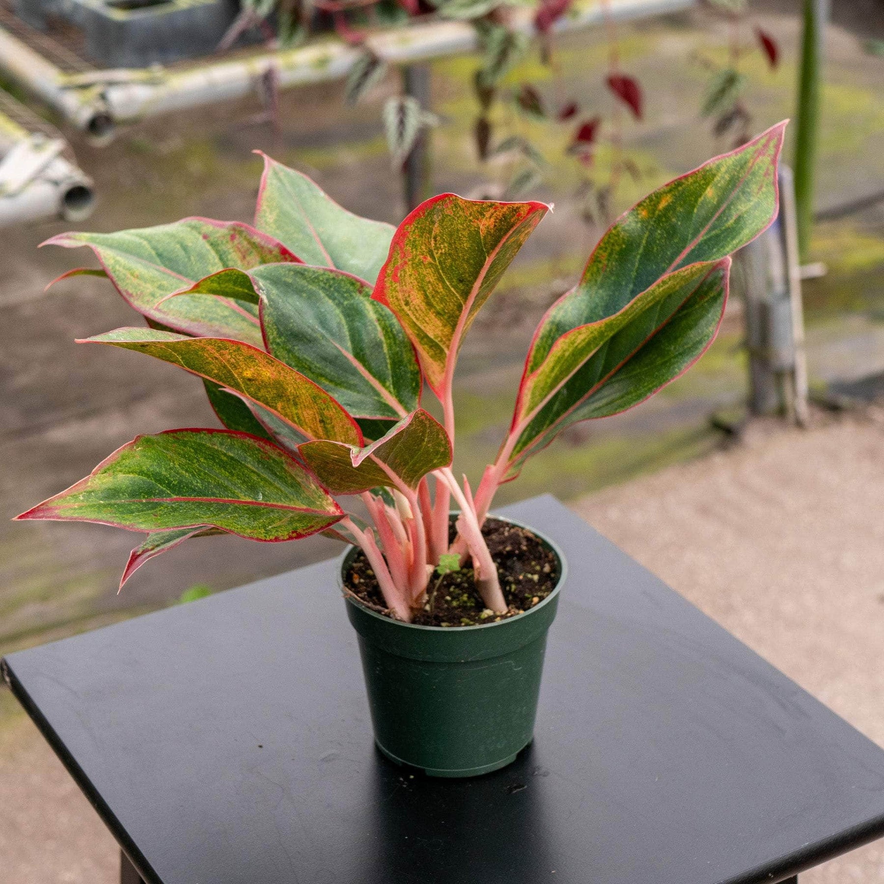 Aglaonema 'Firecracker' - Gabriella Plants