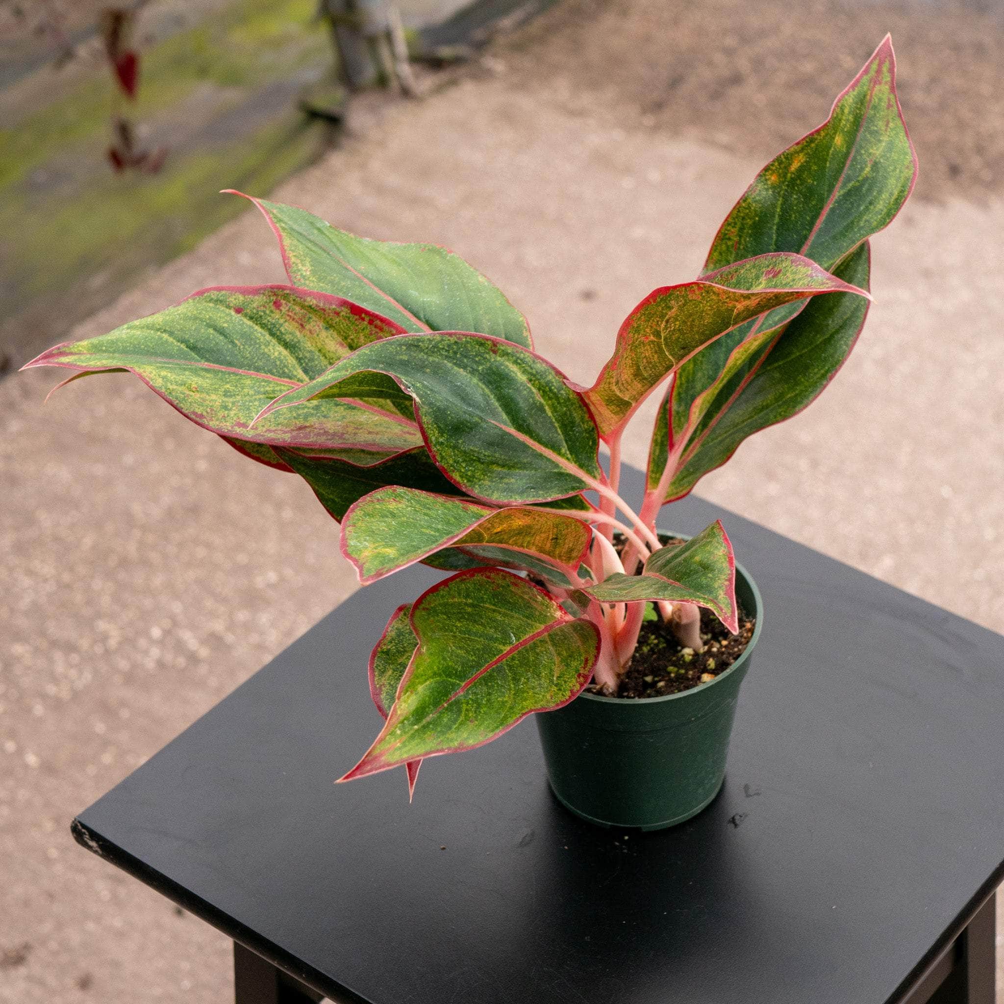 Aglaonema 'Firecracker' - Gabriella Plants