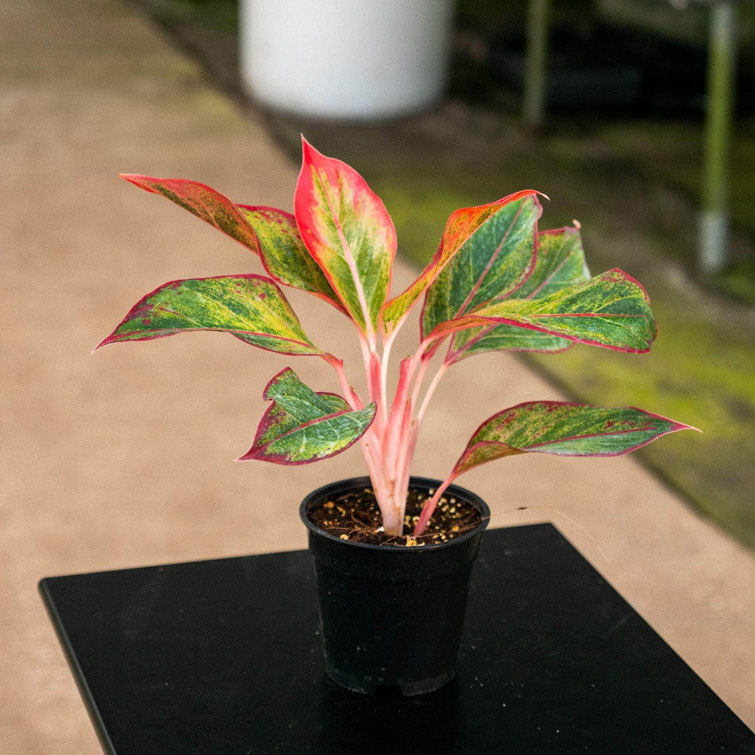 Aglaonema 'Jasper Jones' - Gabriella Plants