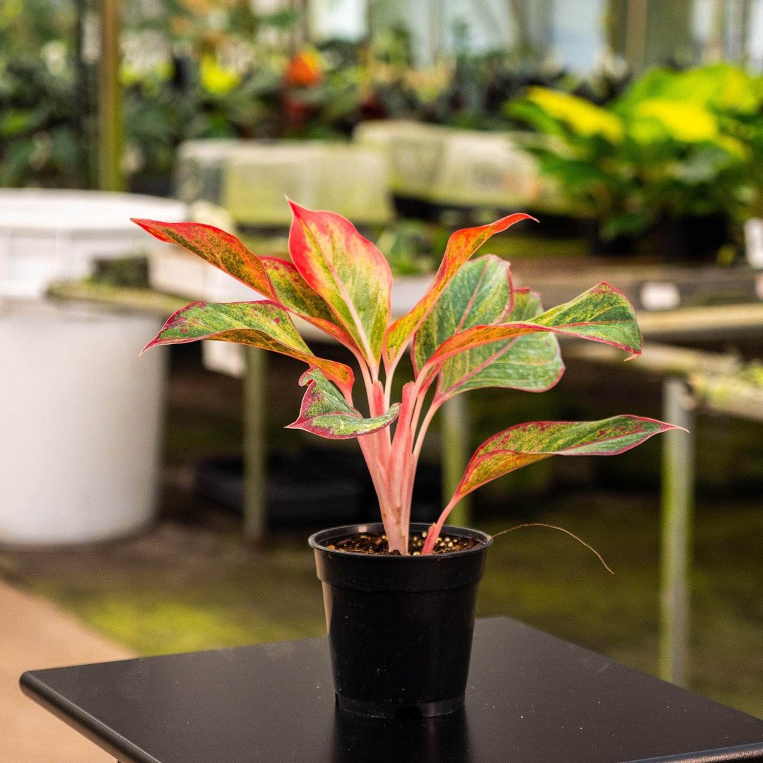 Aglaonema 'Jasper Jones' - Gabriella Plants