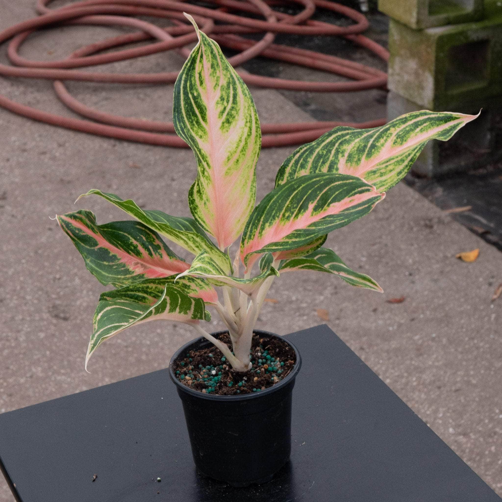 Aglaonema 'Pink Panama' - Gabriella Plants