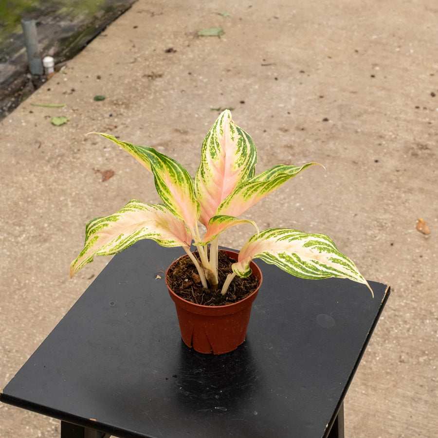 Gabriella Plants