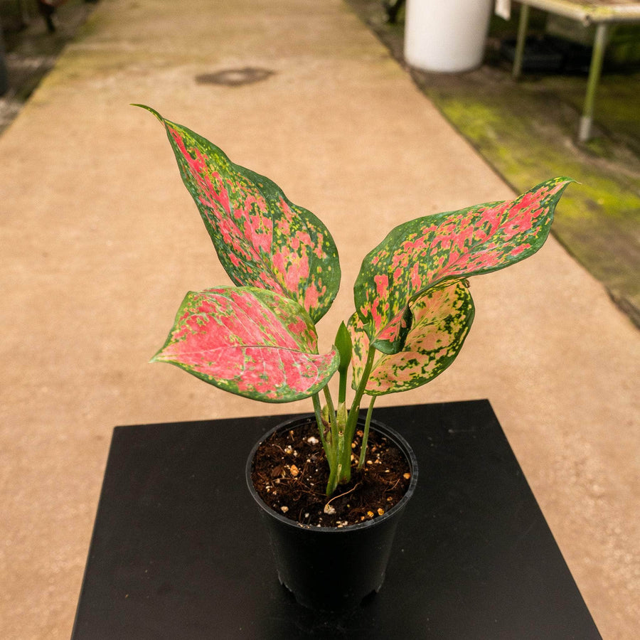 Aglaonema 'Ruby Ray' - Gabriella Plants