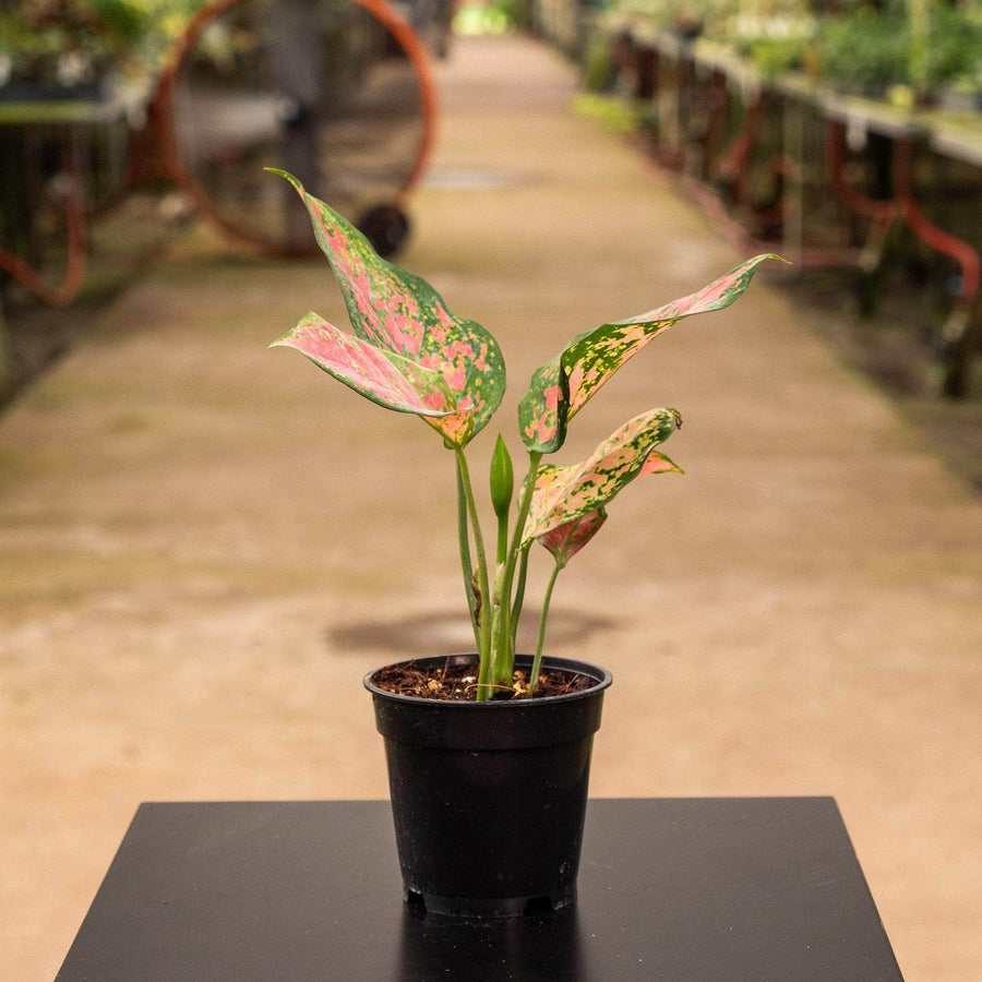 Aglaonema 'Ruby Ray' - Gabriella Plants