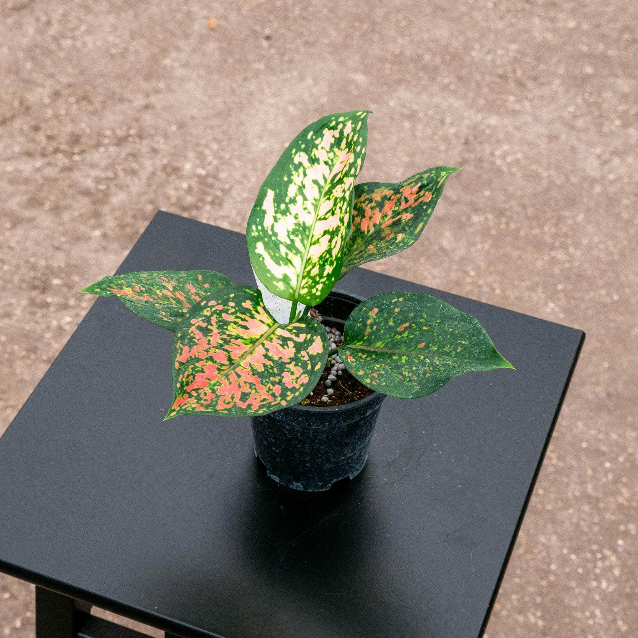 Aglaonema 'Ruby Ray' - Gabriella Plants
