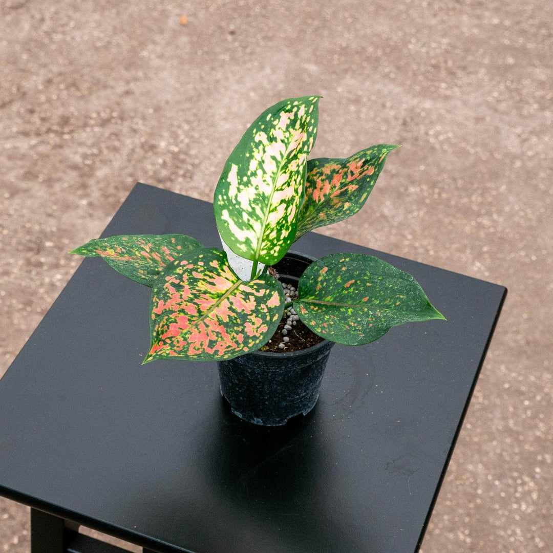 Aglaonema 'Ruby Ray' - Gabriella Plants