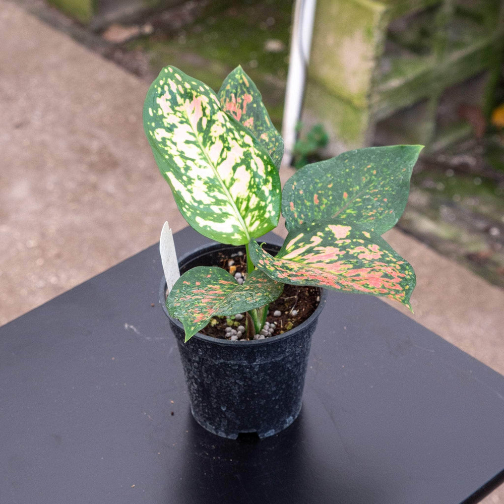Aglaonema 'Ruby Ray' - Gabriella Plants
