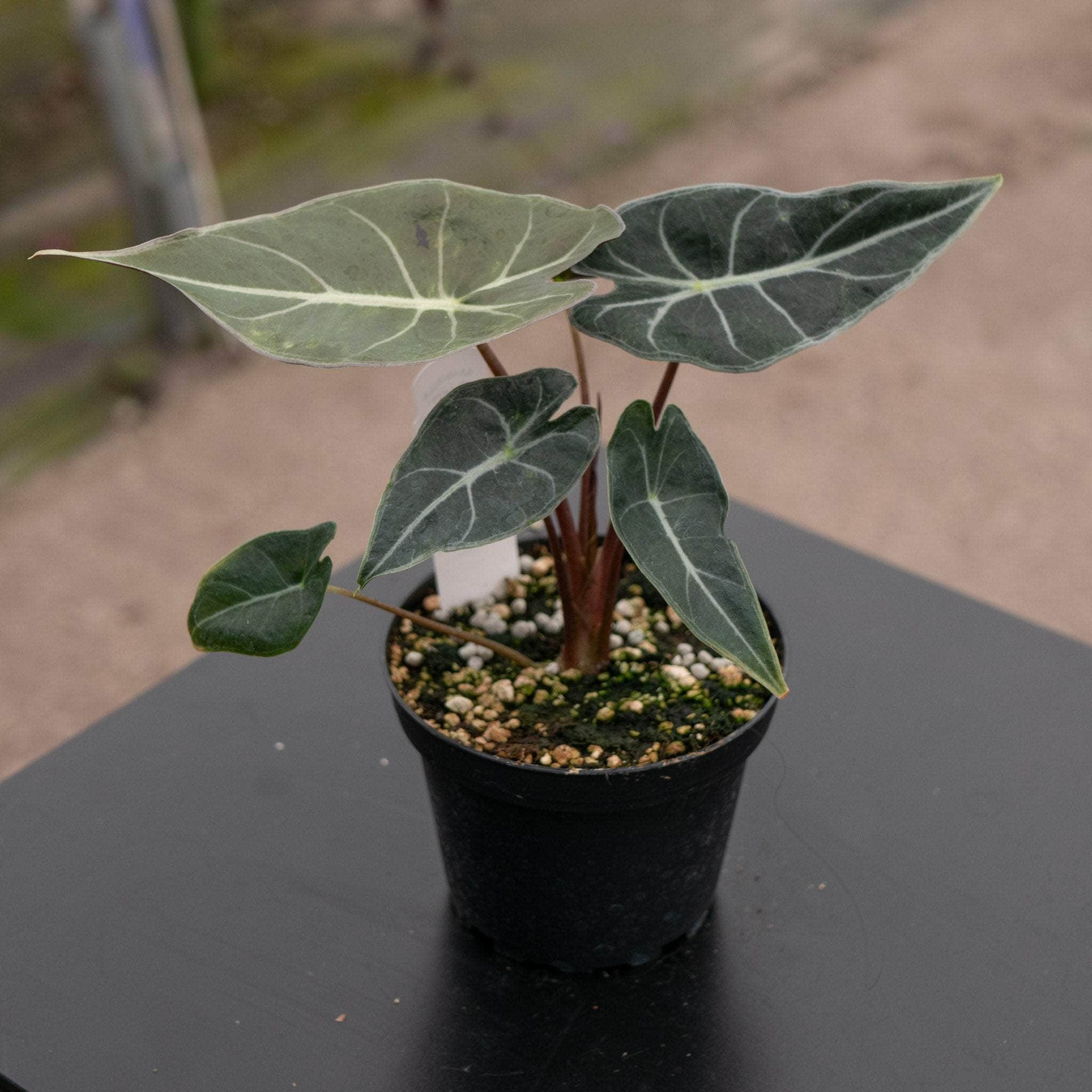 Alocasia longiloba 'Dragon's Tooth' - Gabriella Plants