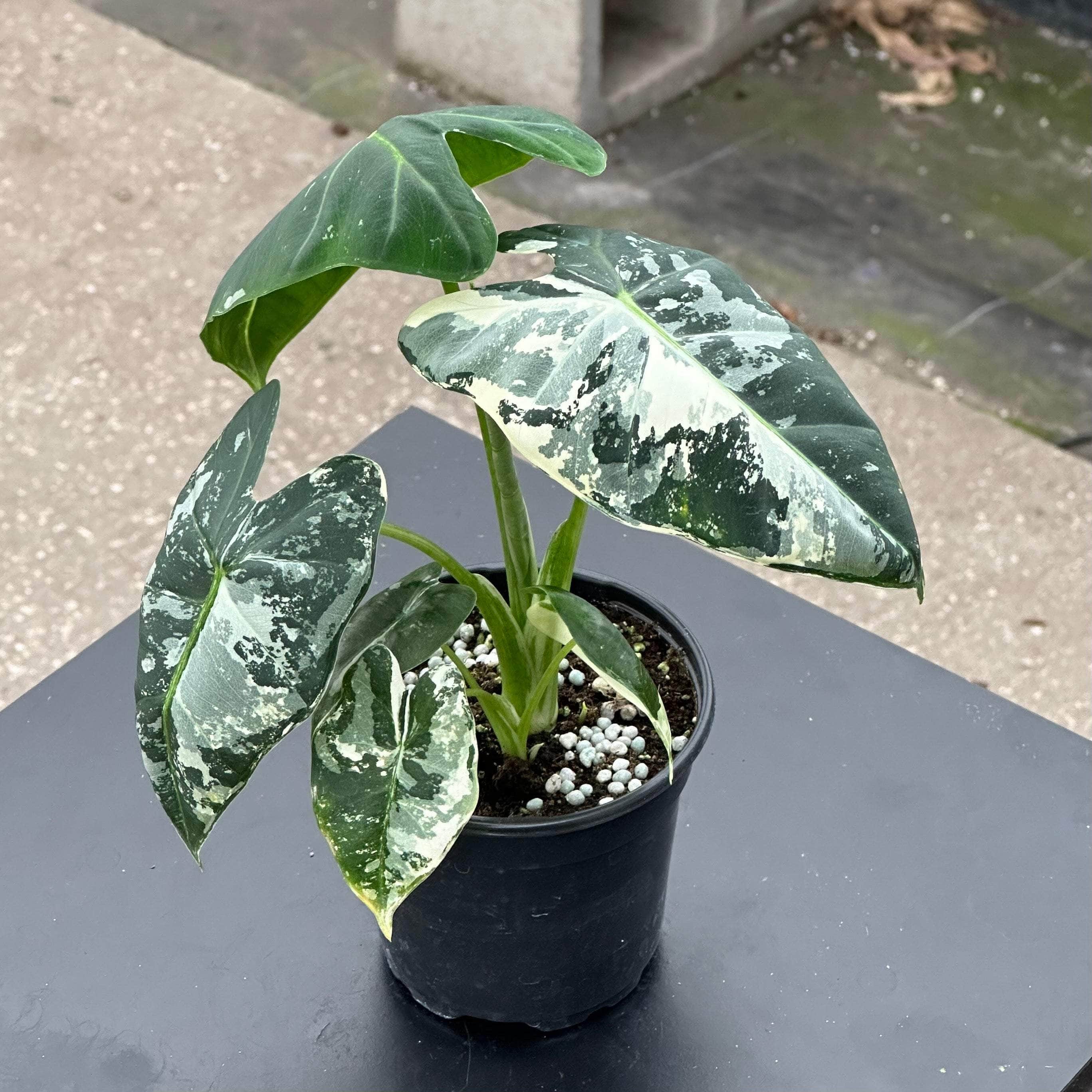 Alocasia micholitziana variegated 'Frydek' - Gabriella Plants