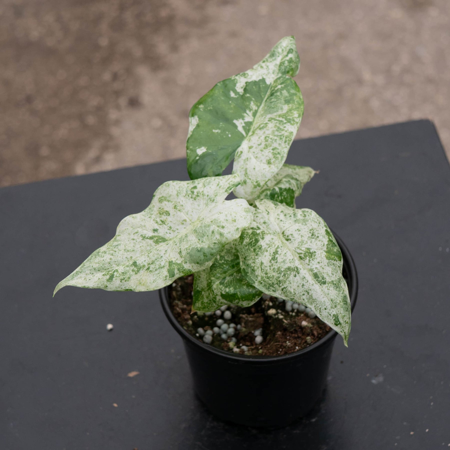 Alocasia odora 'Batik' - Gabriella Plants