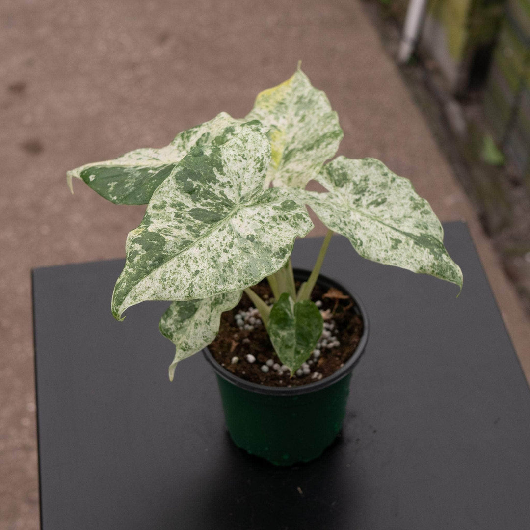 Alocasia odora 'Batik' - Gabriella Plants