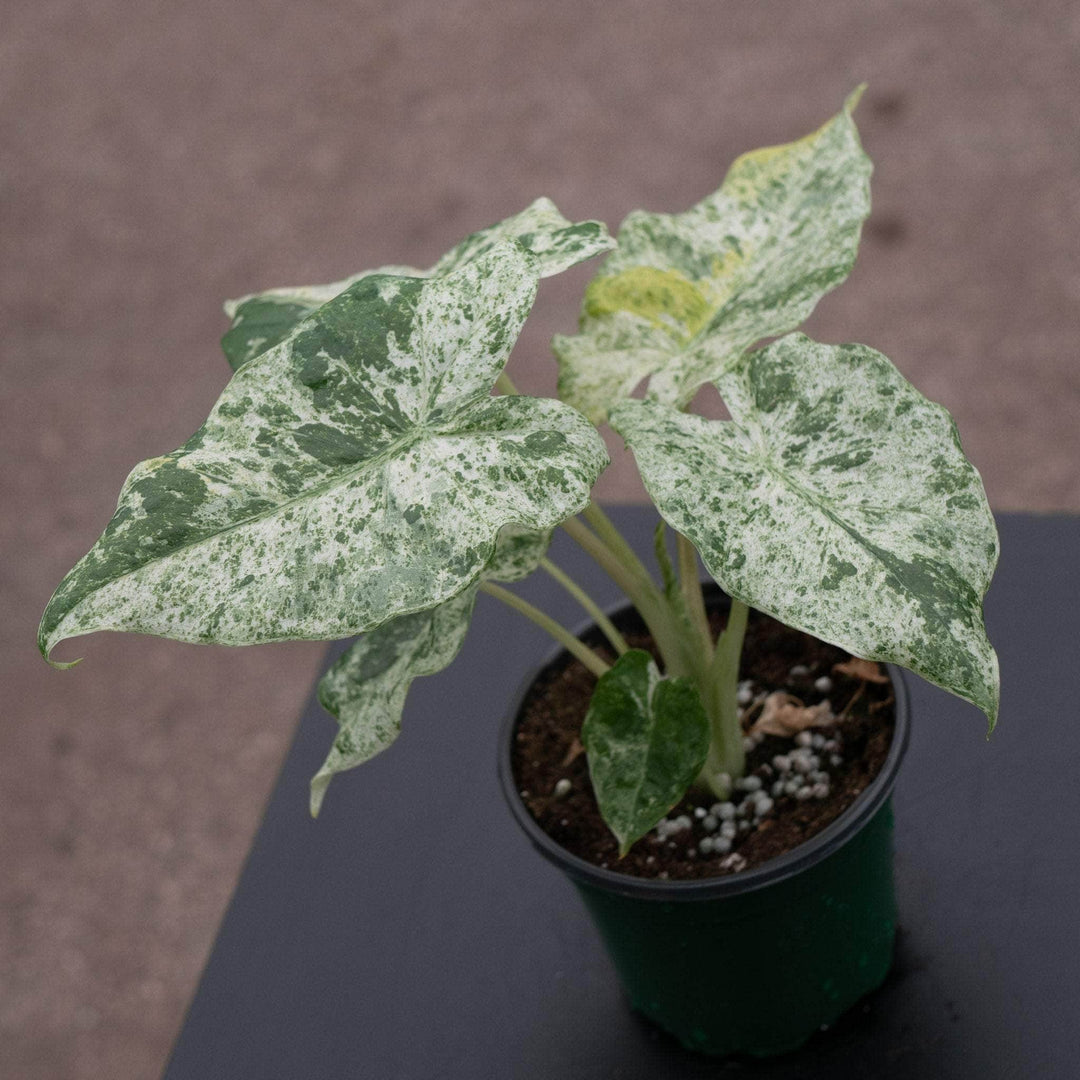 Alocasia odora 'Batik' - Gabriella Plants
