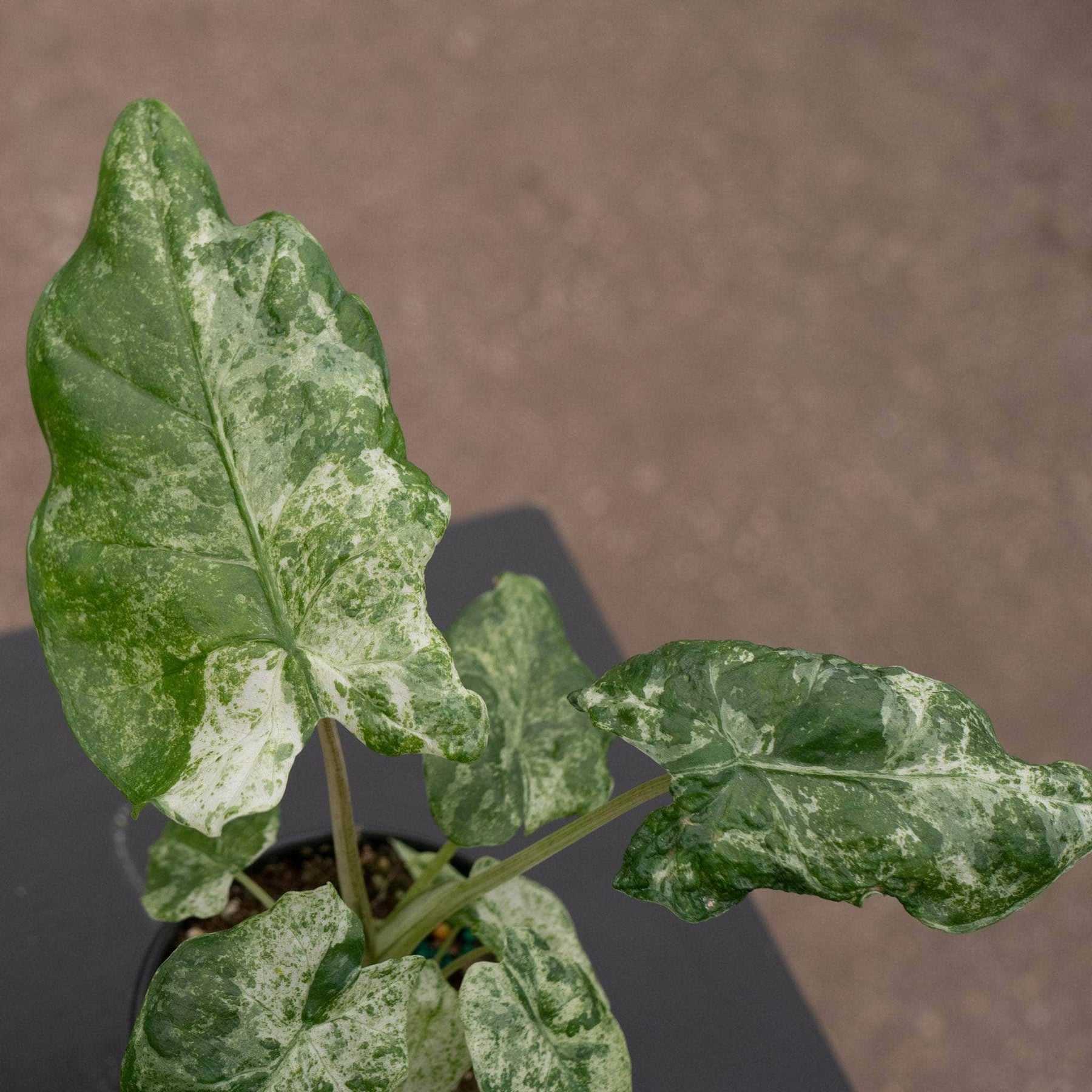 Alocasia odora 'Batik' - Gabriella Plants