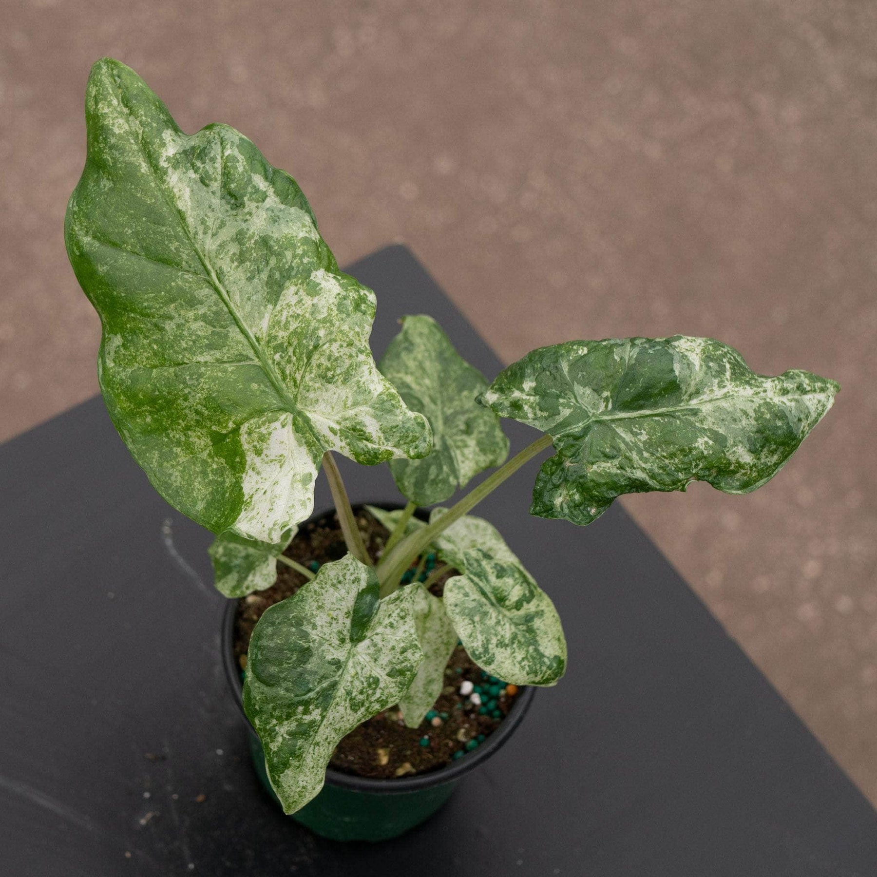 Alocasia odora 'Batik' - Gabriella Plants