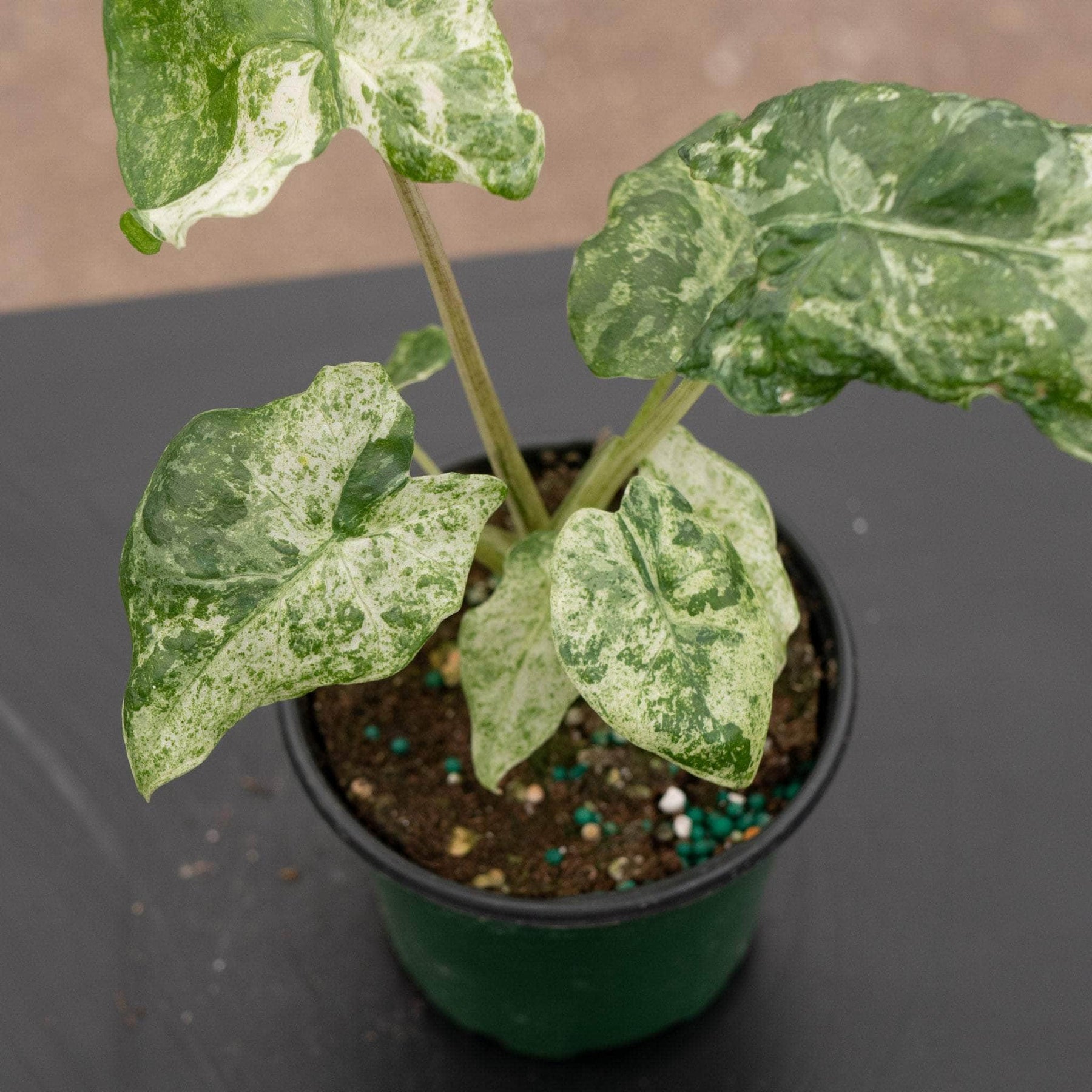 Alocasia odora 'Batik' - Gabriella Plants