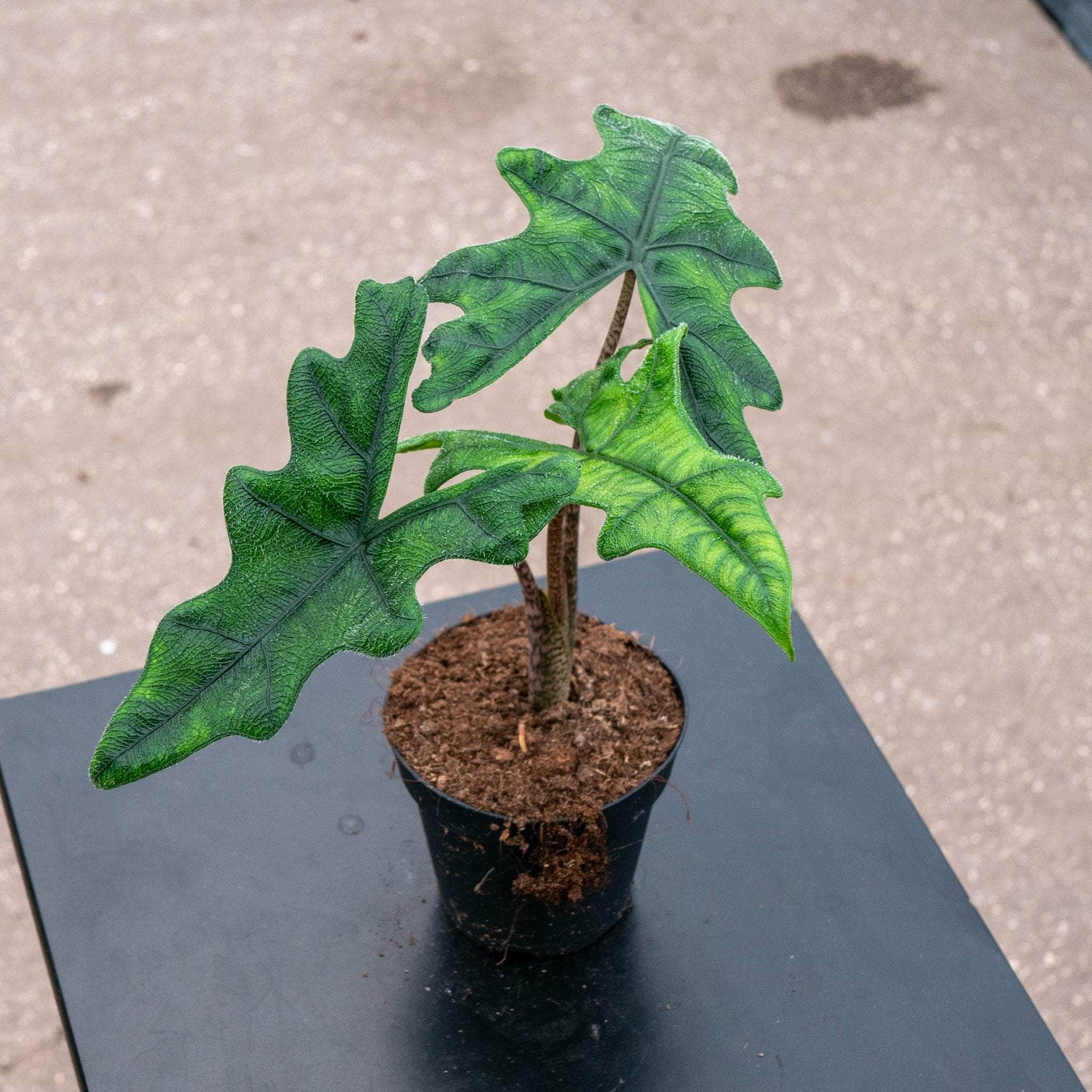 Alocasia tandurusa ‘Jacklyn’ - Gabriella Plants