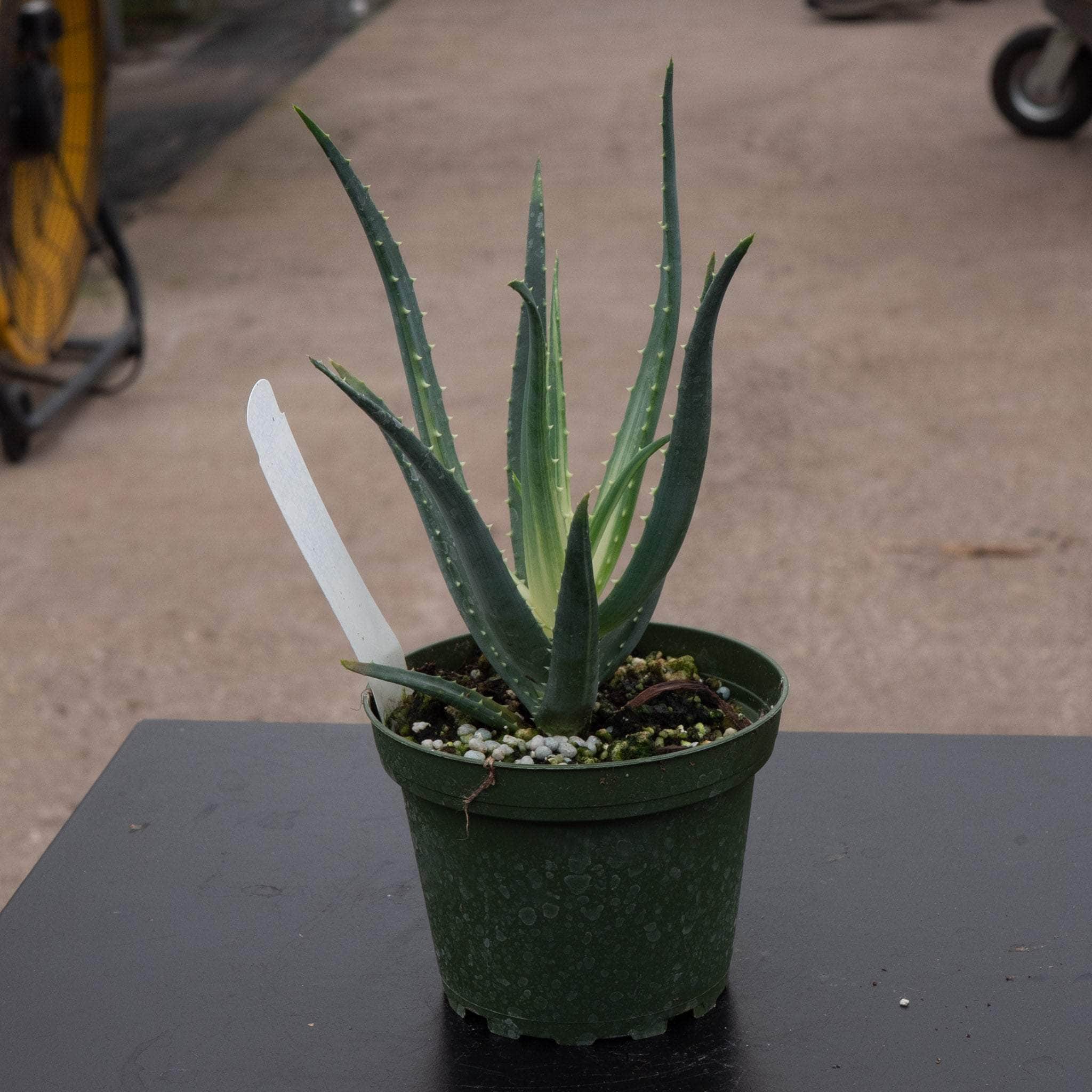 Aloe ‘Solar Flare’ - Gabriella Plants