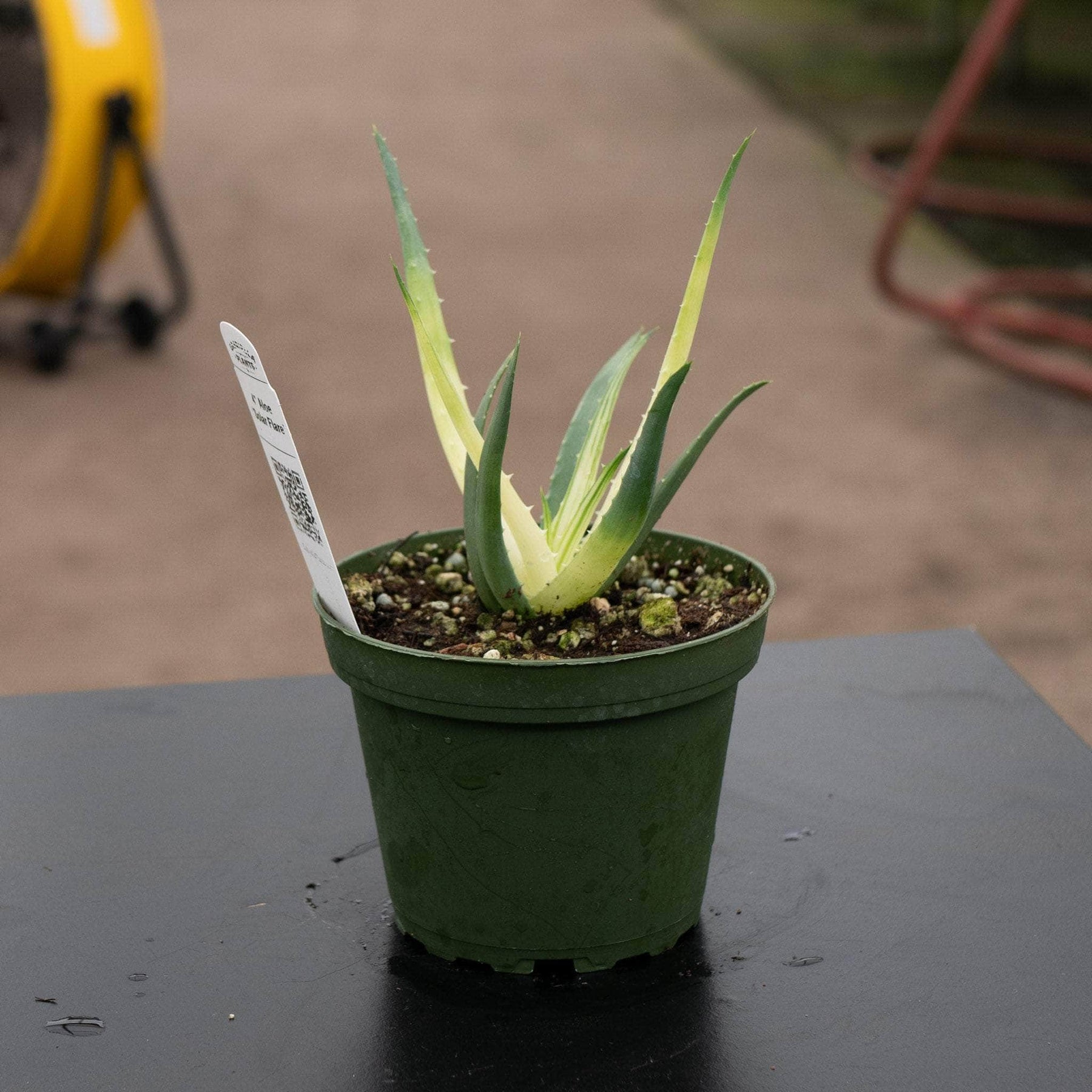 Aloe ‘Solar Flare’ - Gabriella Plants