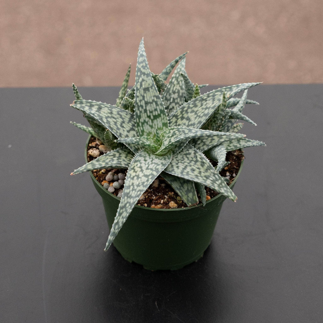 Aloe 'White Fox' - Gabriella Plants