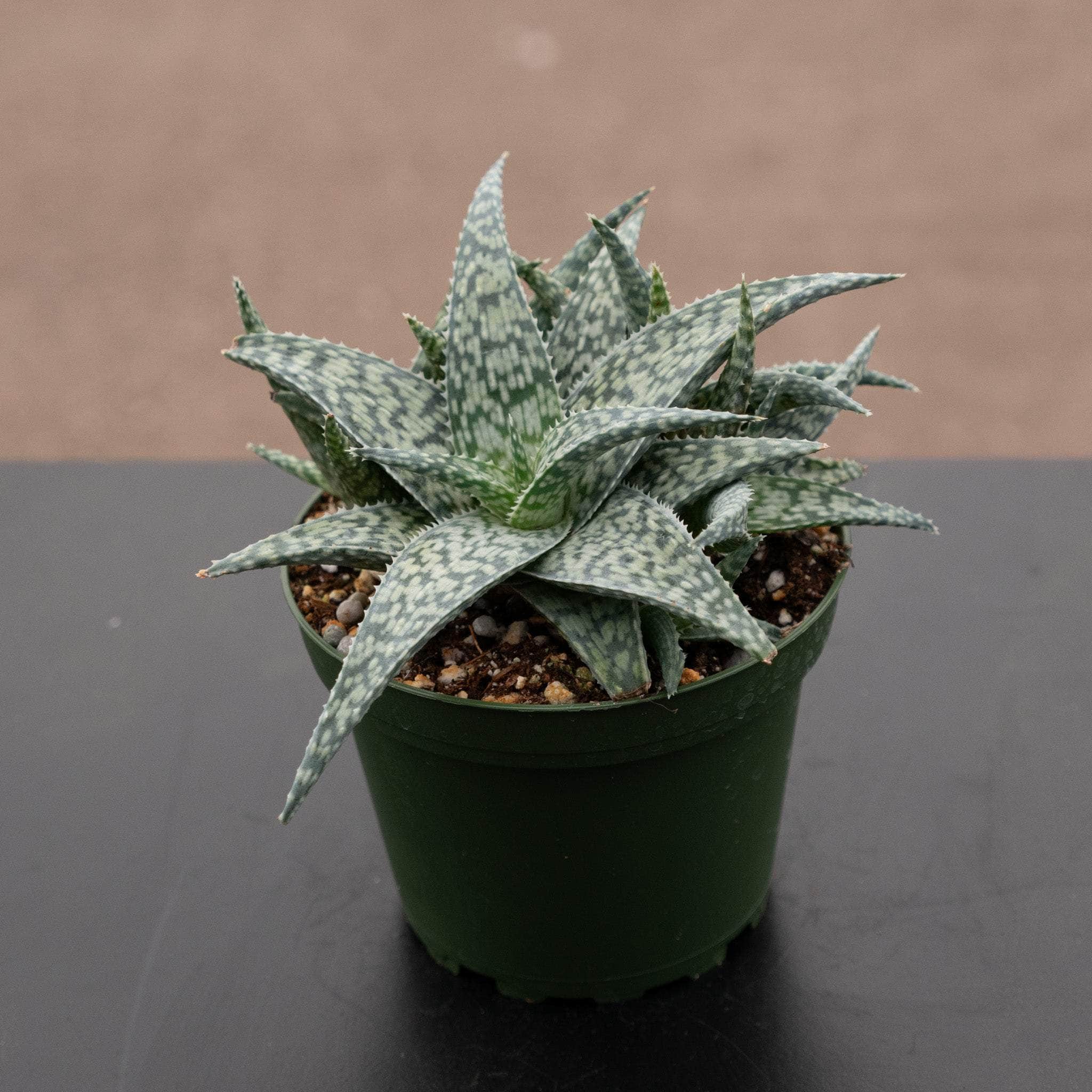 Aloe 'White Fox' - Gabriella Plants