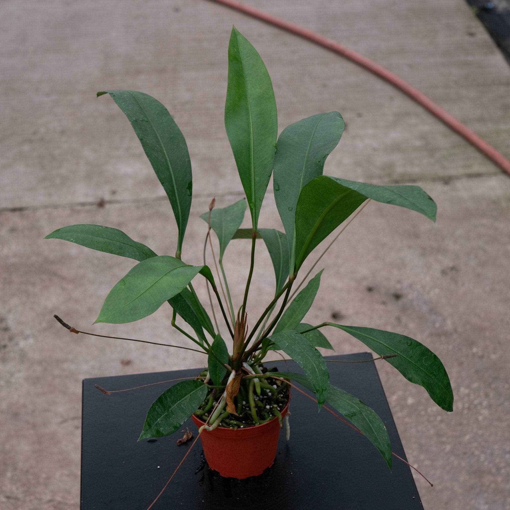 Anthurium 'Big Red Bird' - Gabriella Plants