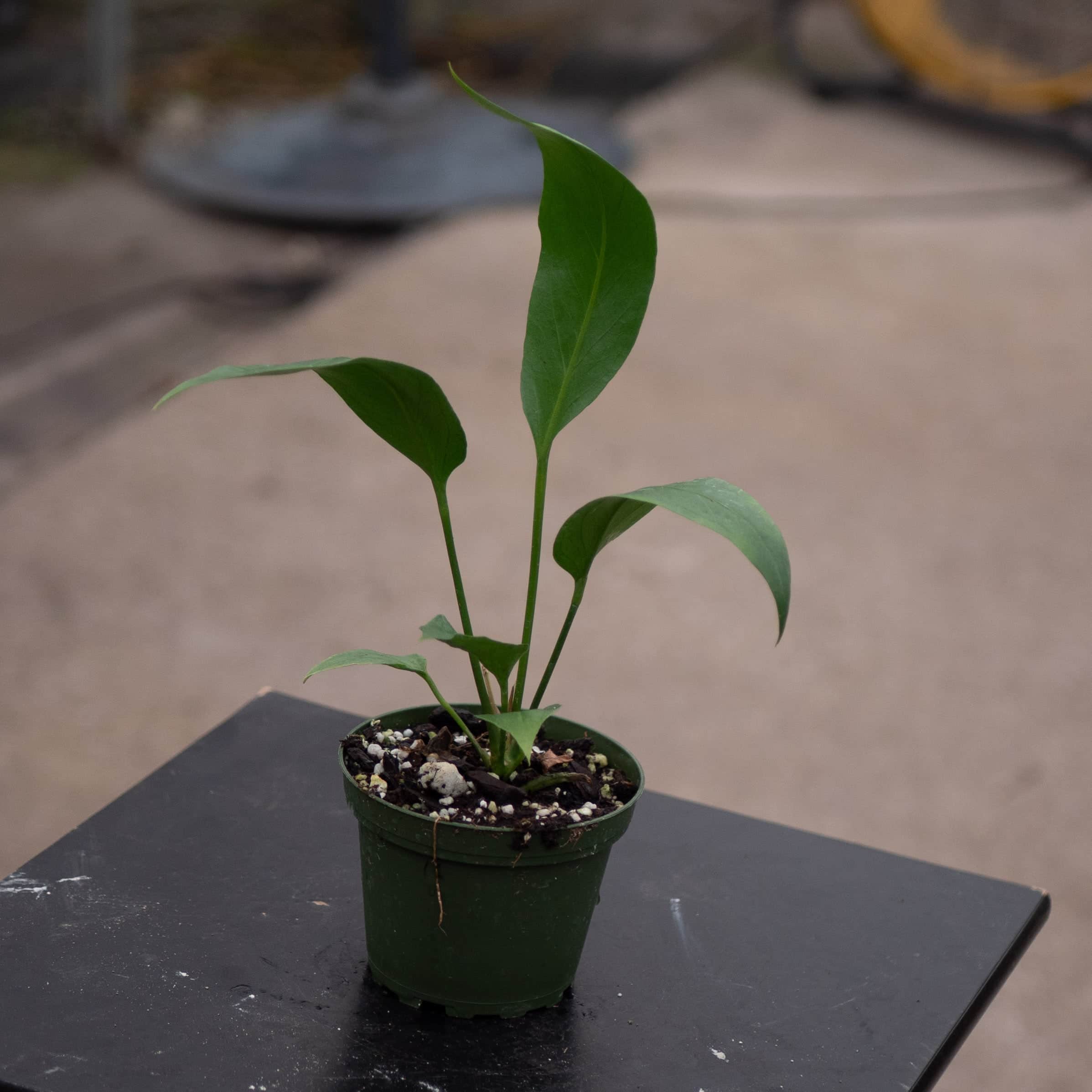 Anthurium 'Big Red Bird' - Gabriella Plants