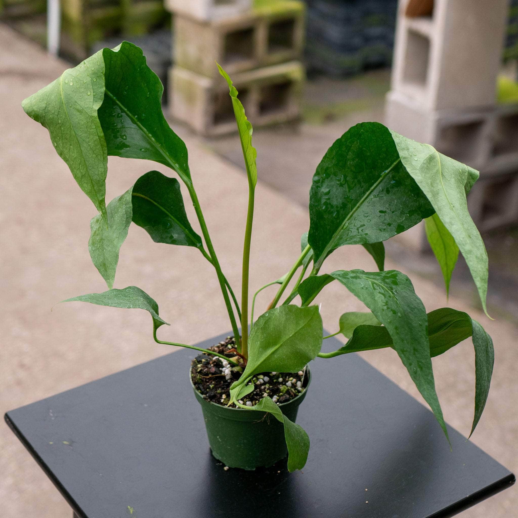 Anthurium 'Big Red Bird' - Gabriella Plants