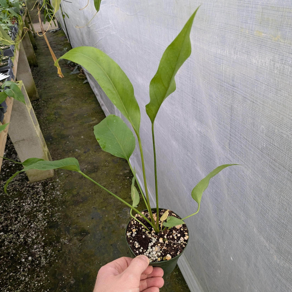 Anthurium 'Big Red Bird' - Gabriella Plants