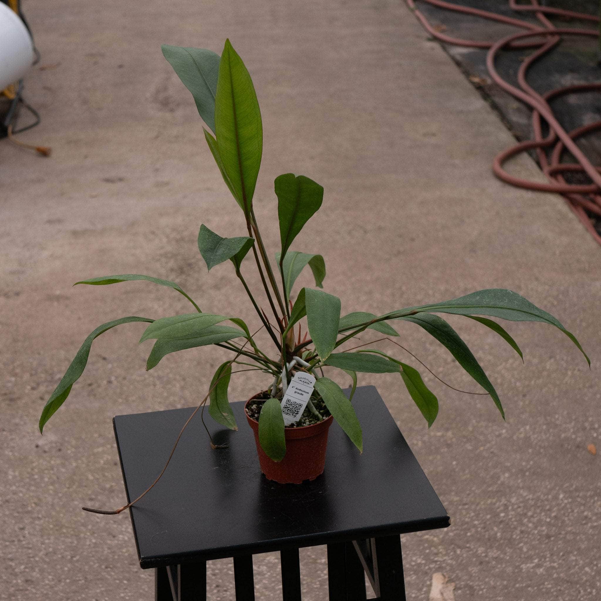 Anthurium gracile - Gabriella Plants