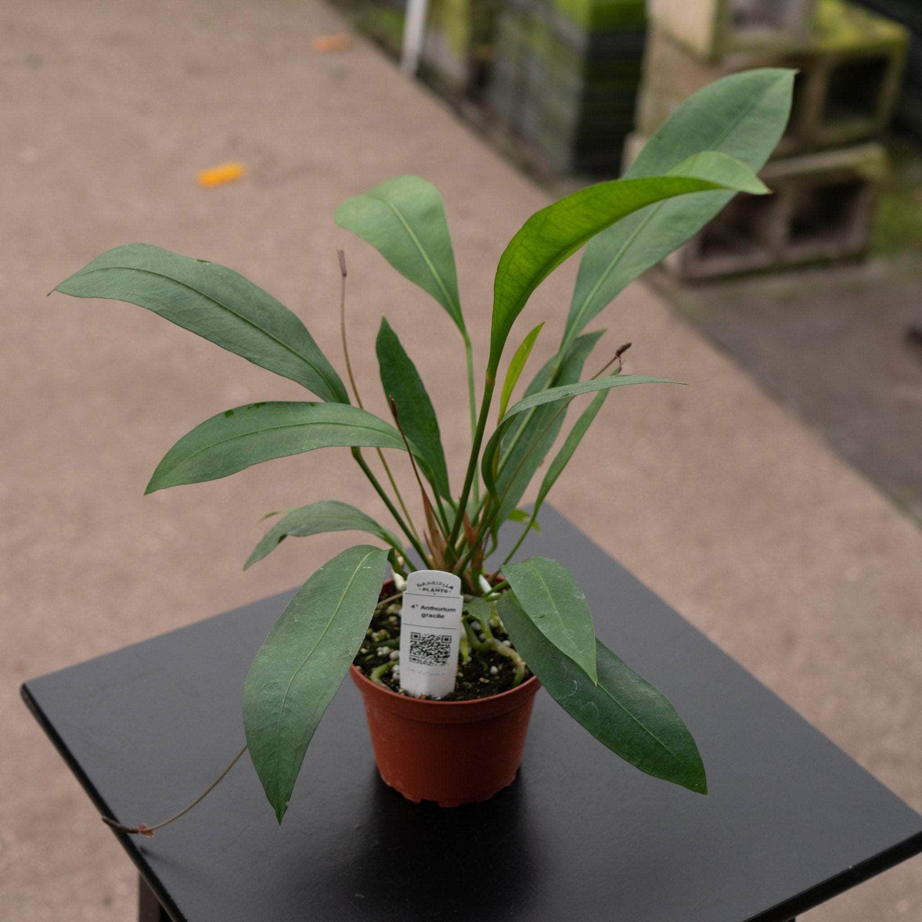 Anthurium gracile - Gabriella Plants