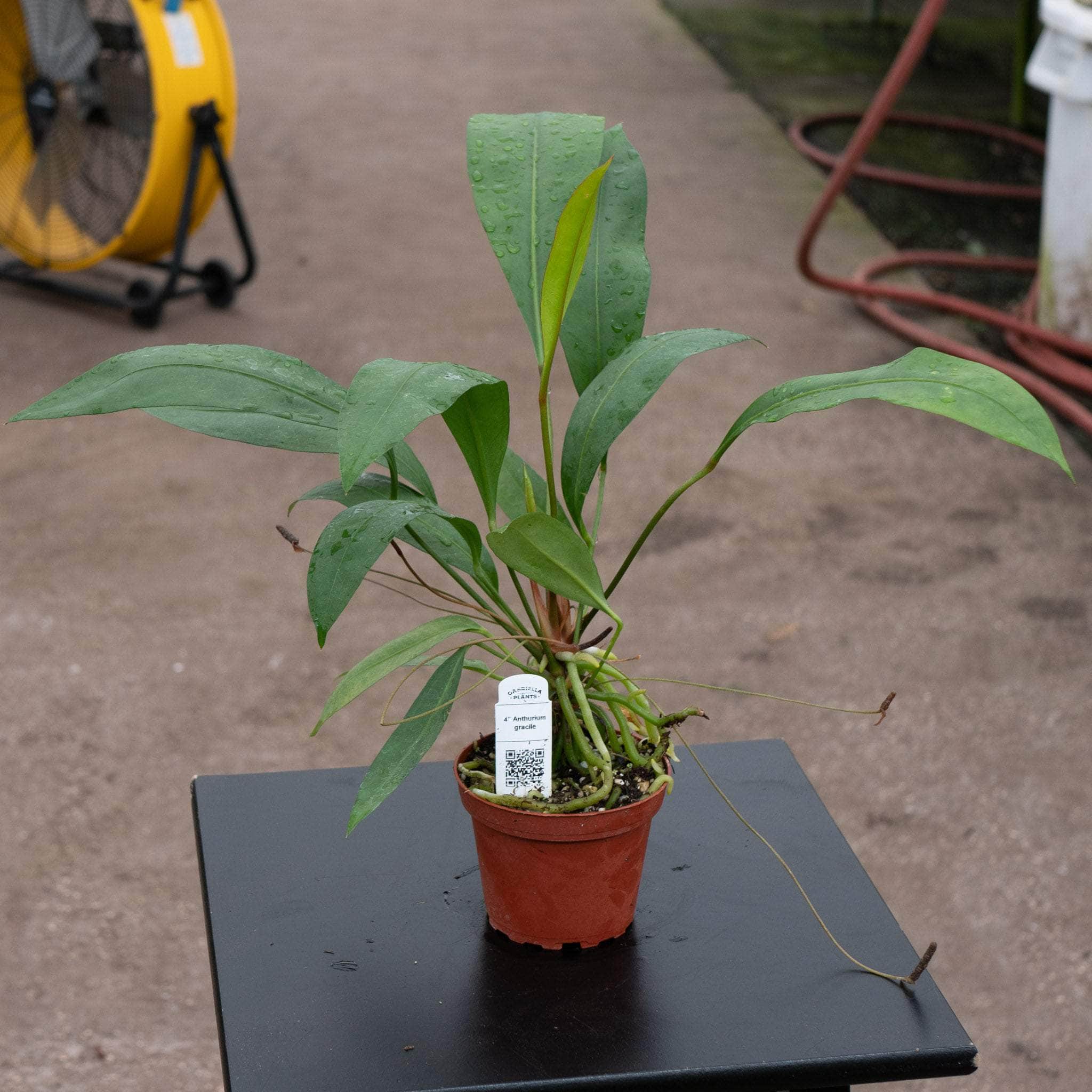 Anthurium gracile - Gabriella Plants