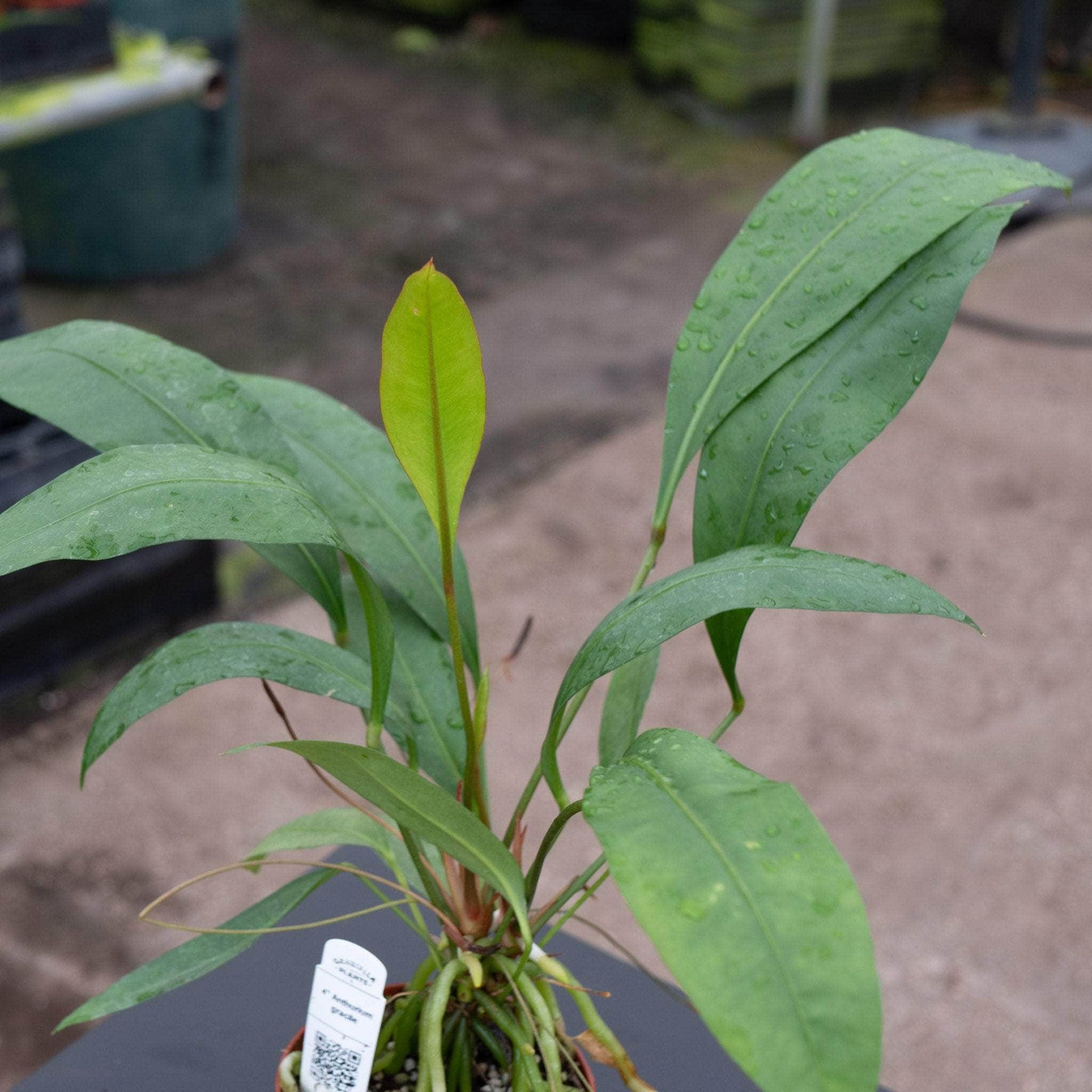 Anthurium gracile - Gabriella Plants