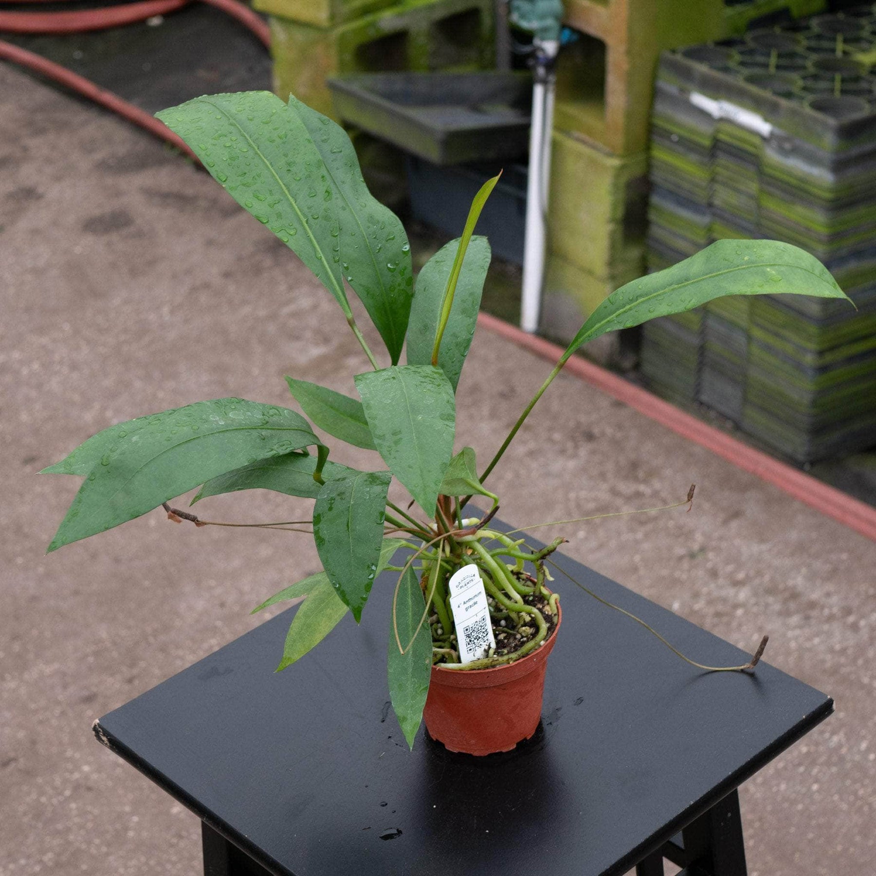 Anthurium gracile - Gabriella Plants