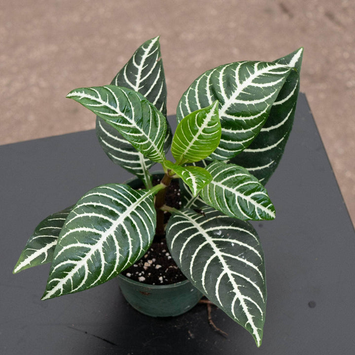 In Stock - Gabriella Plants