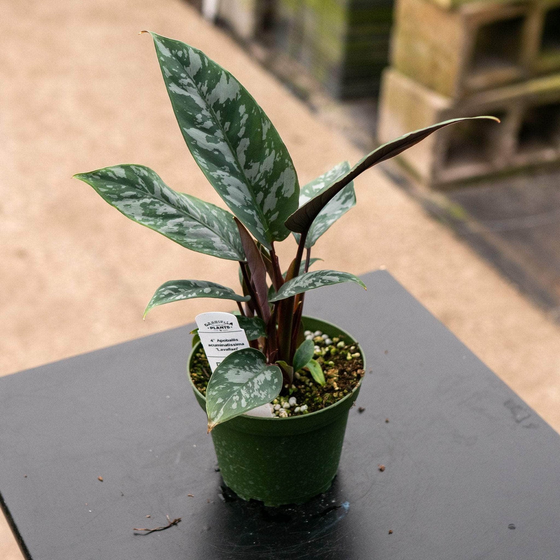 Apoballis acuminatissima 'Lavallaei' - Gabriella Plants