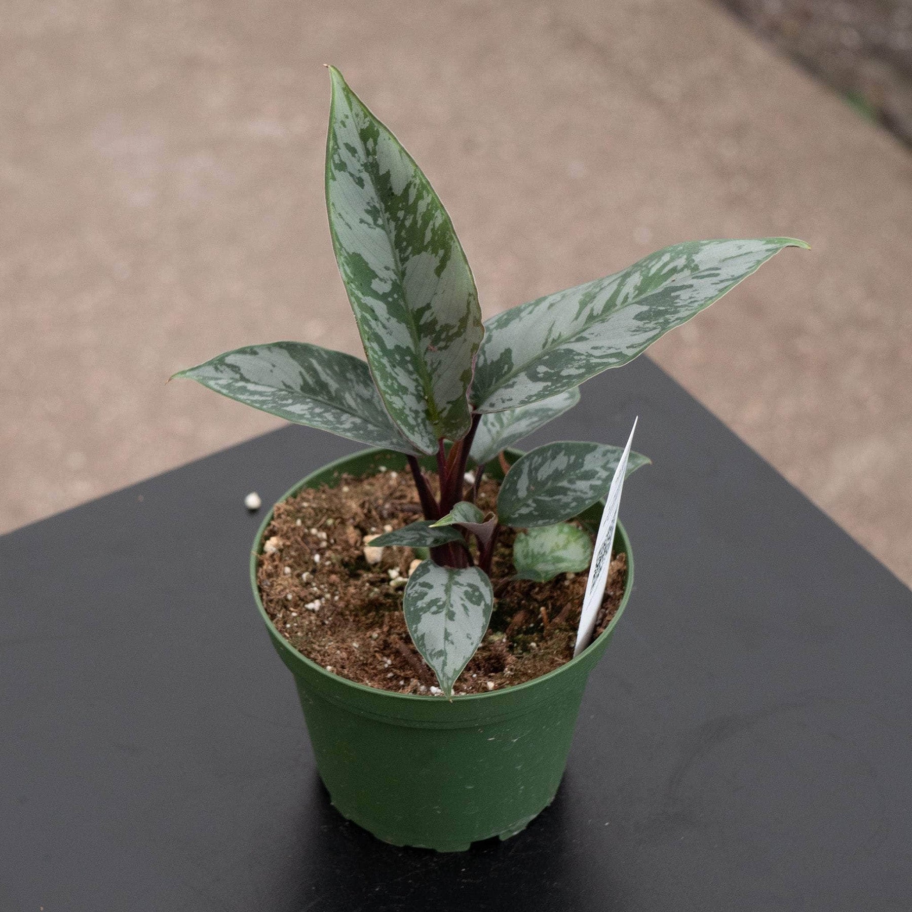 Apoballis acuminatissima 'Lavallaei' - Gabriella Plants