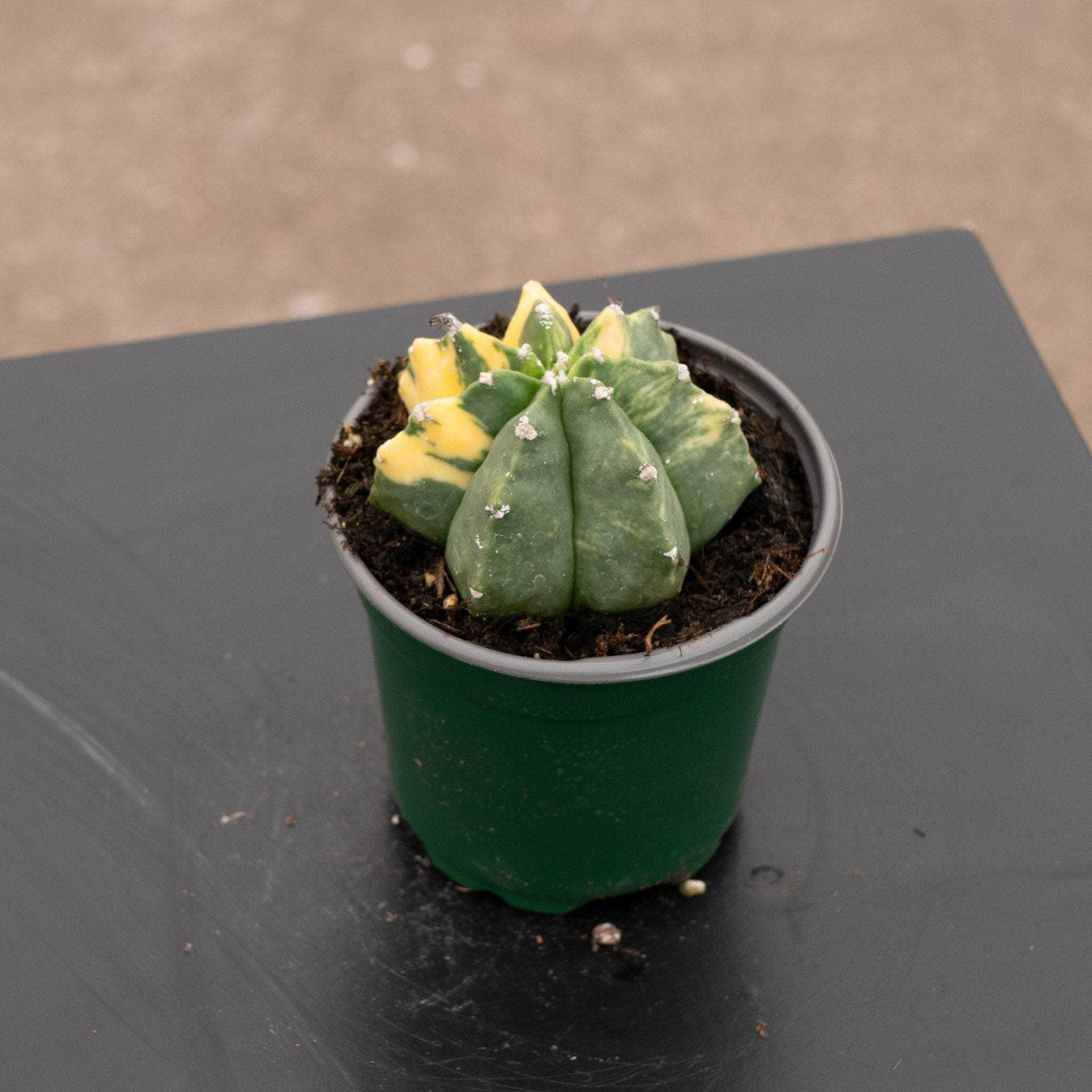 Cactus Astrophytum myriostigma variegated 'Kikko' - Gabriella Plants