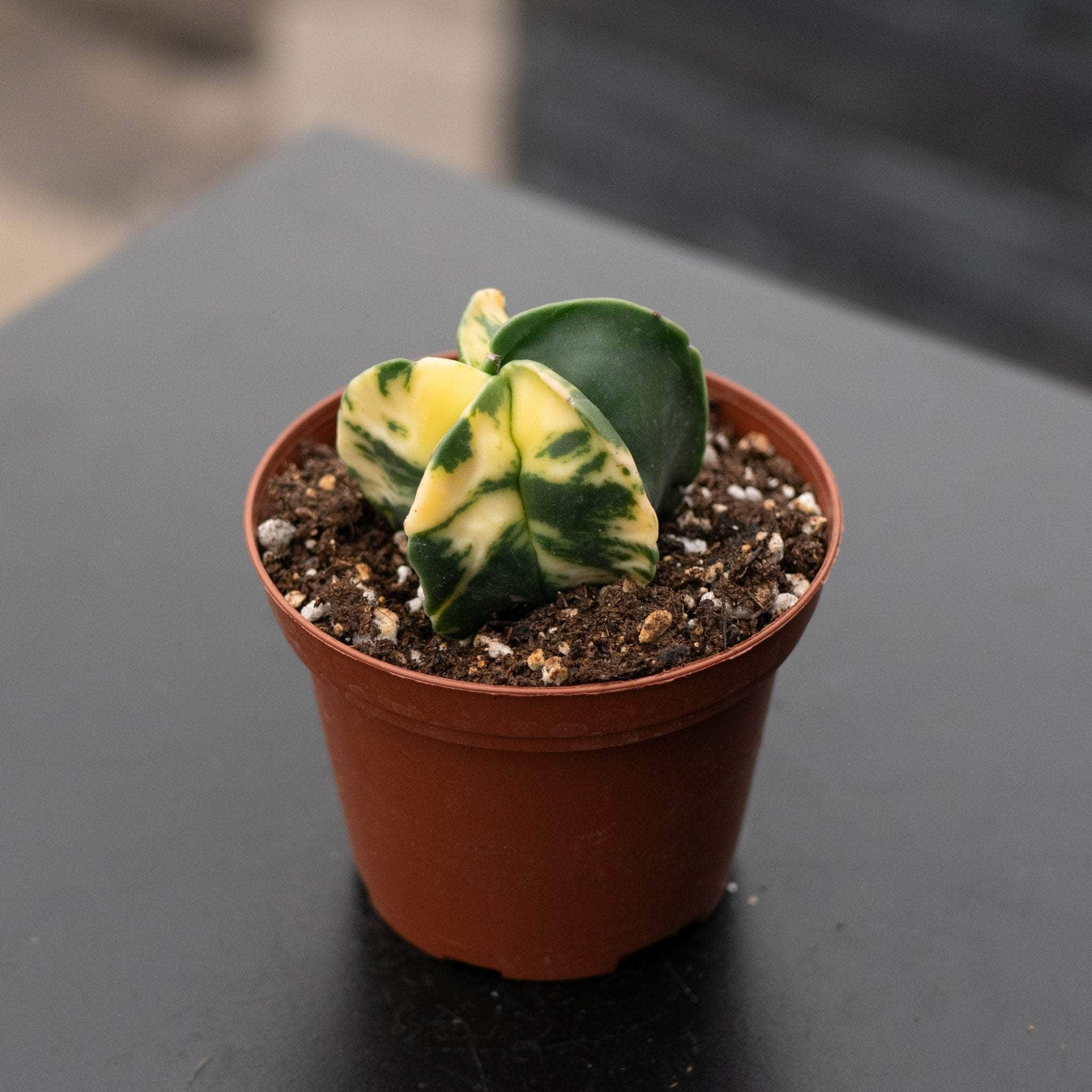 Cactus Astrophytum myriostigma nudum variegated - Gabriella Plants