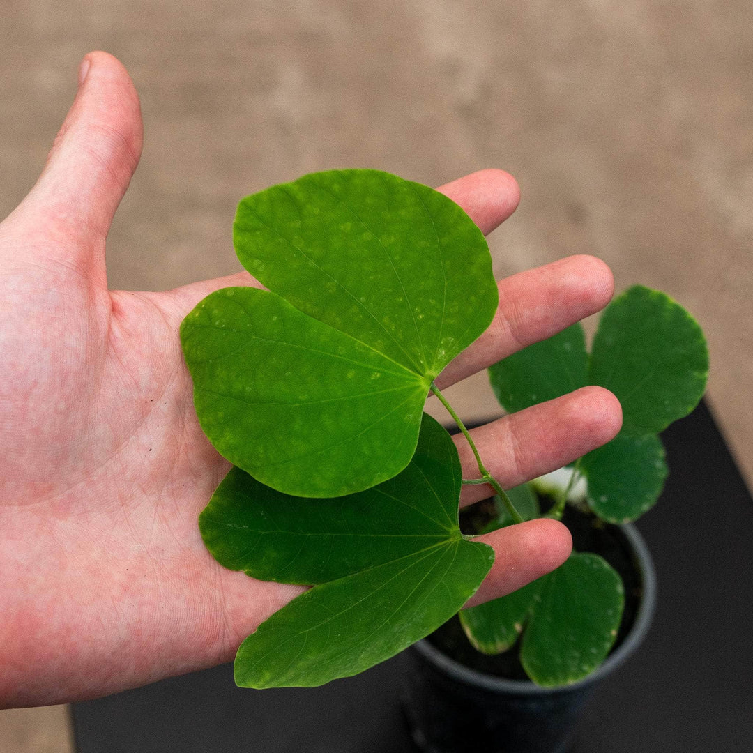 Bauhinia monandra - Gabriella Plants