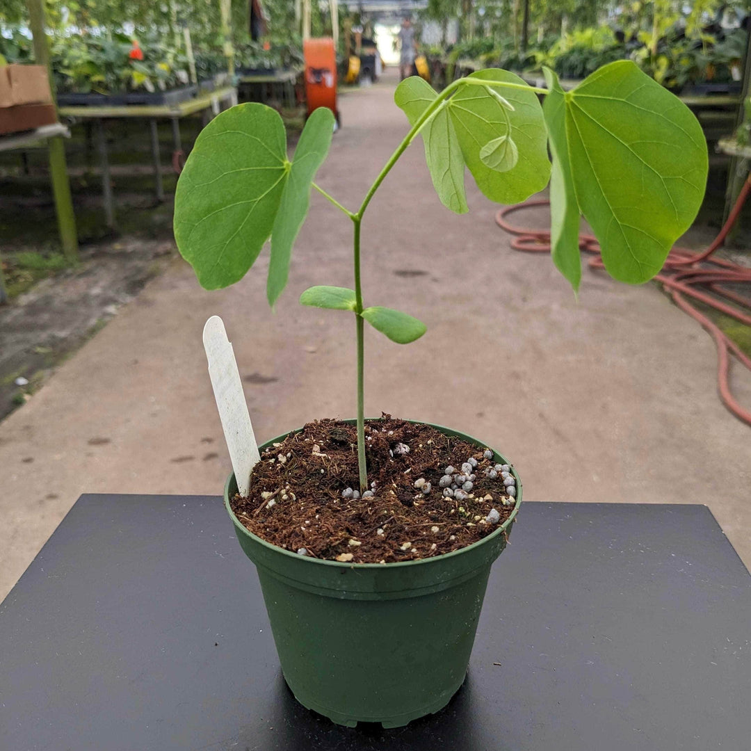 Bauhinia monandra - Gabriella Plants