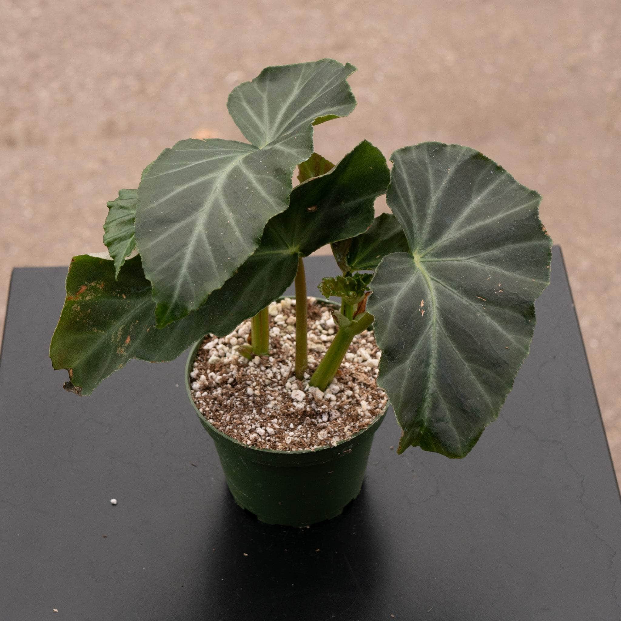Begonia angularis aff. - Gabriella Plants