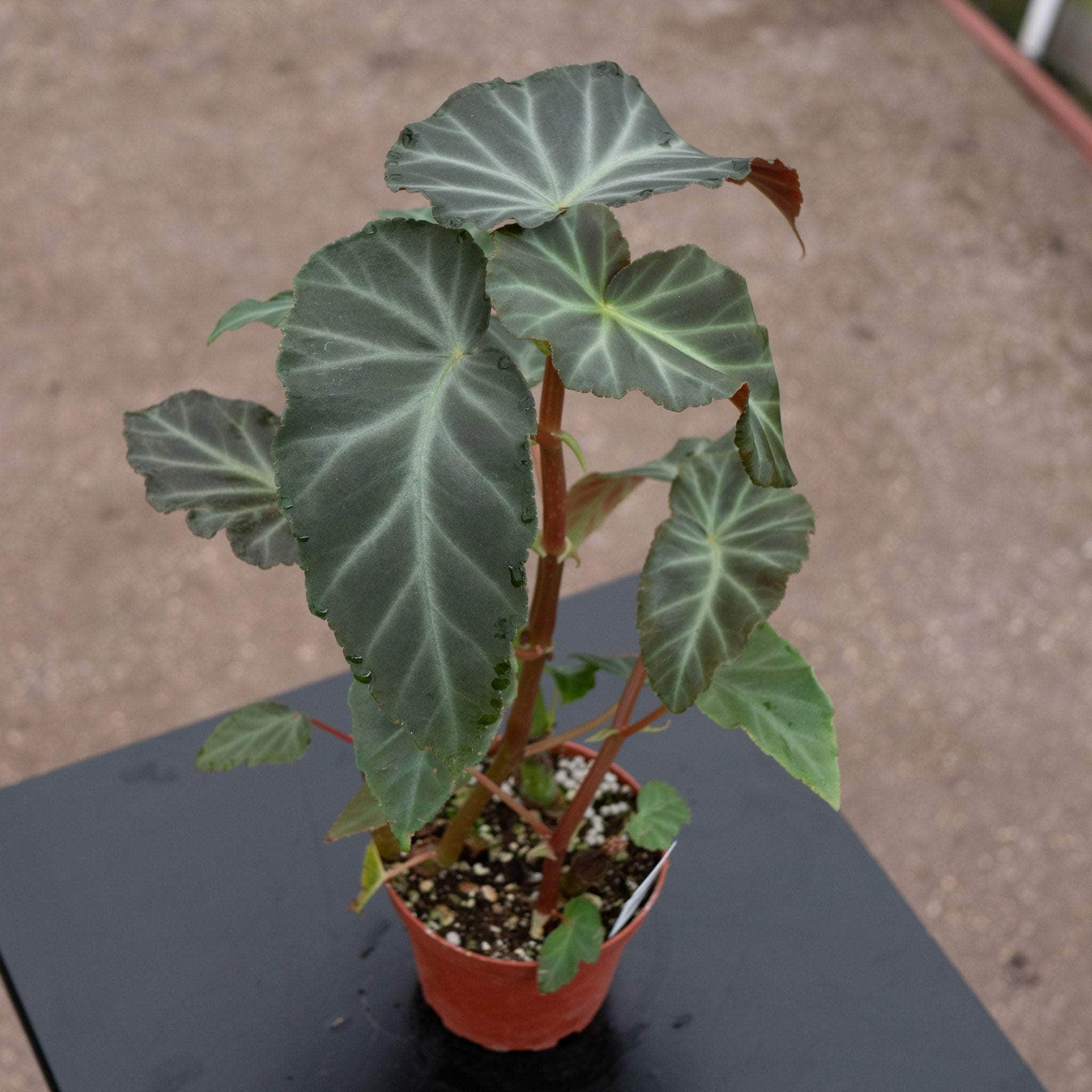 Begonia angularis aff. - Gabriella Plants
